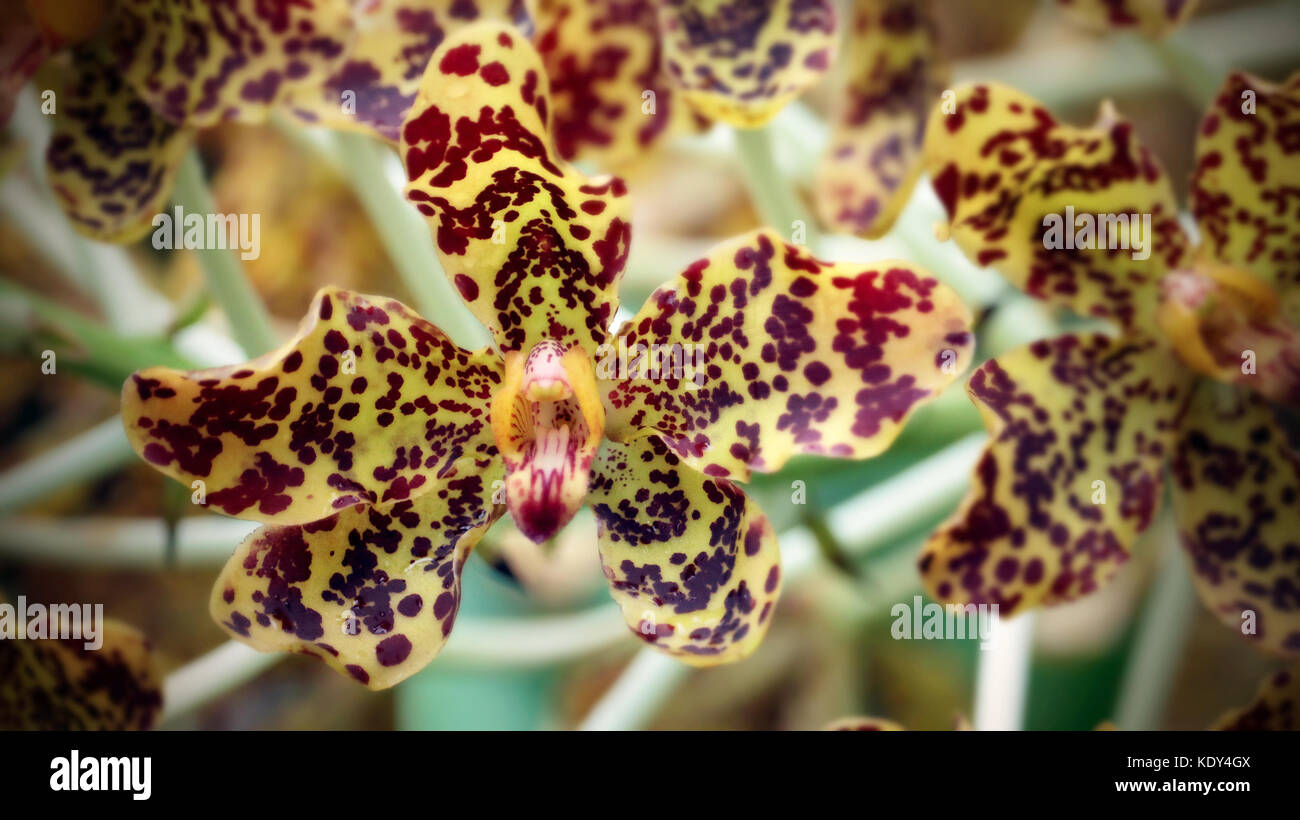 Beautiful Unique Costa Rican Orchids Stock Photo - Alamy