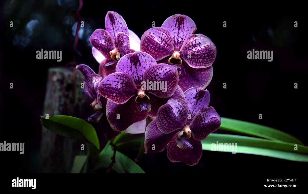 Costa Rican Orchids High Resolution Stock Photography and Images - Alamy