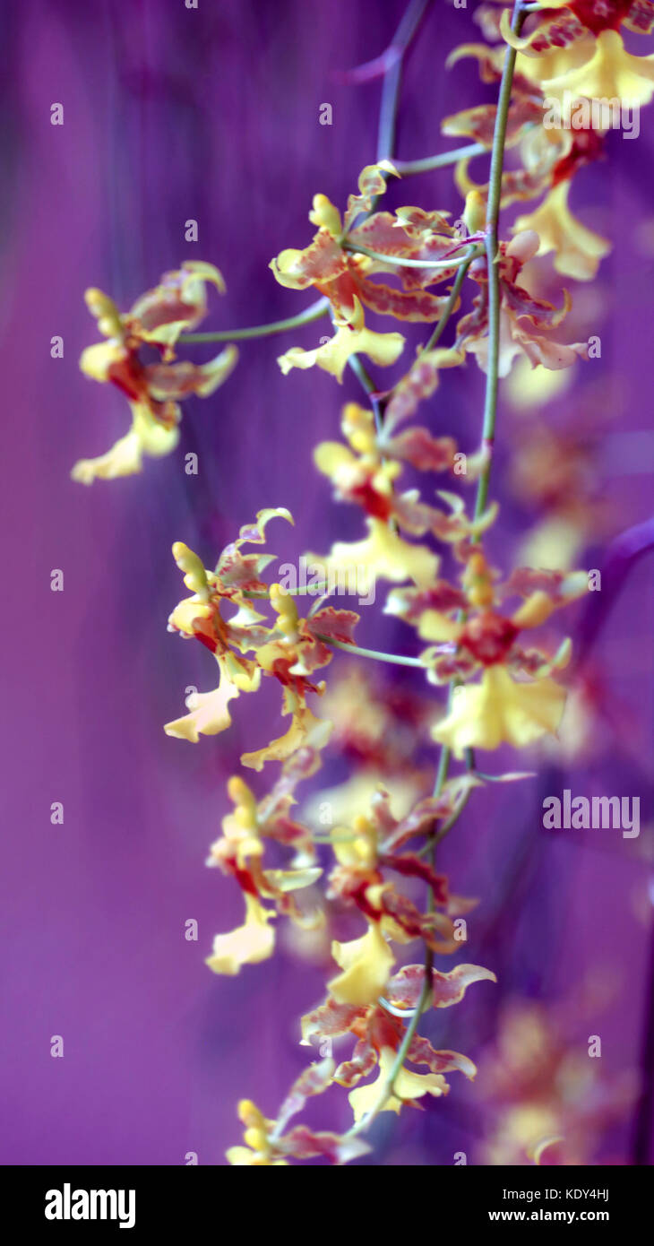 Costa Rican Orchids High Resolution Stock Photography and Images - Alamy