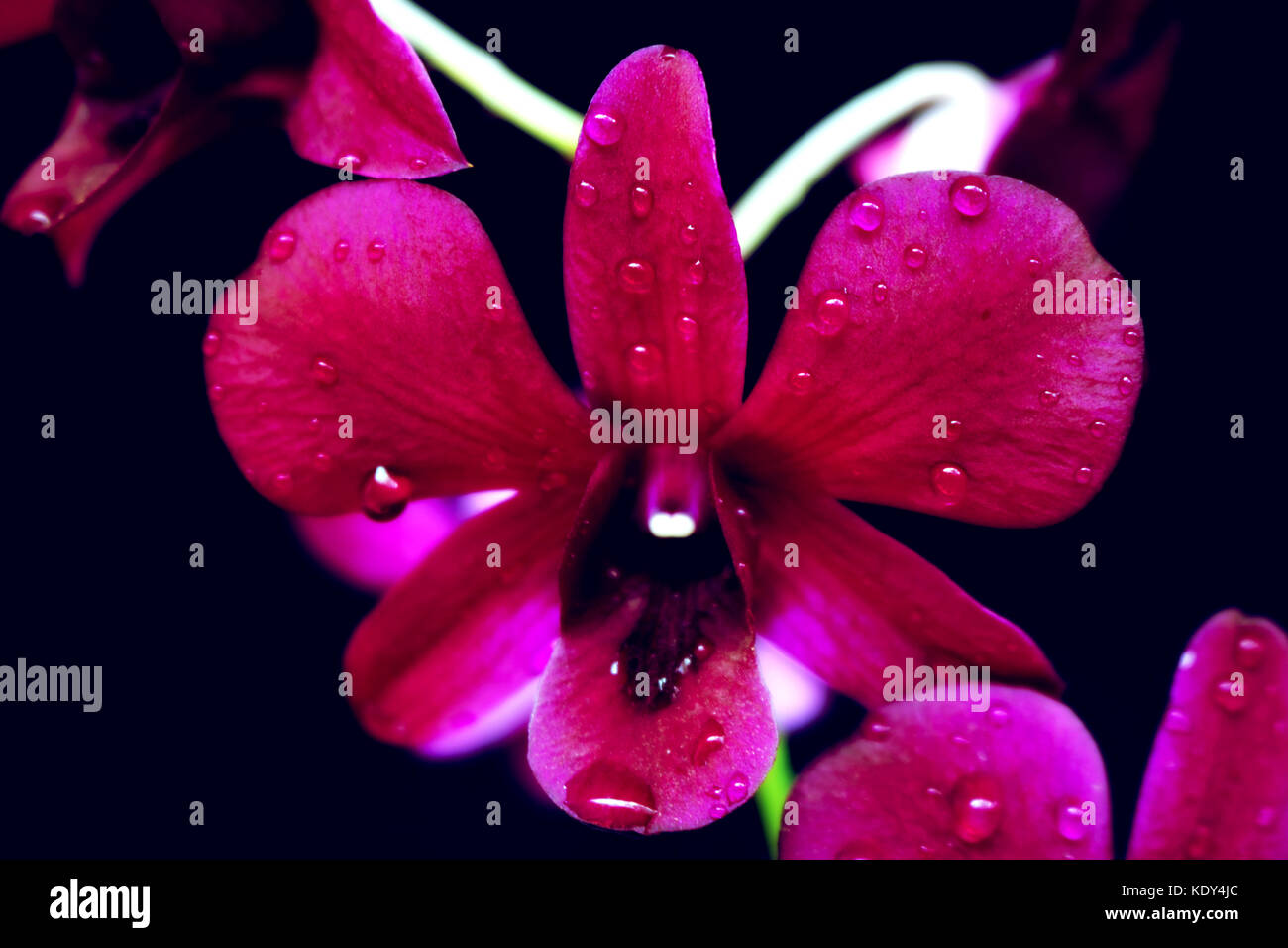 Costa Rican Orchids High Resolution Stock Photography and Images - Alamy