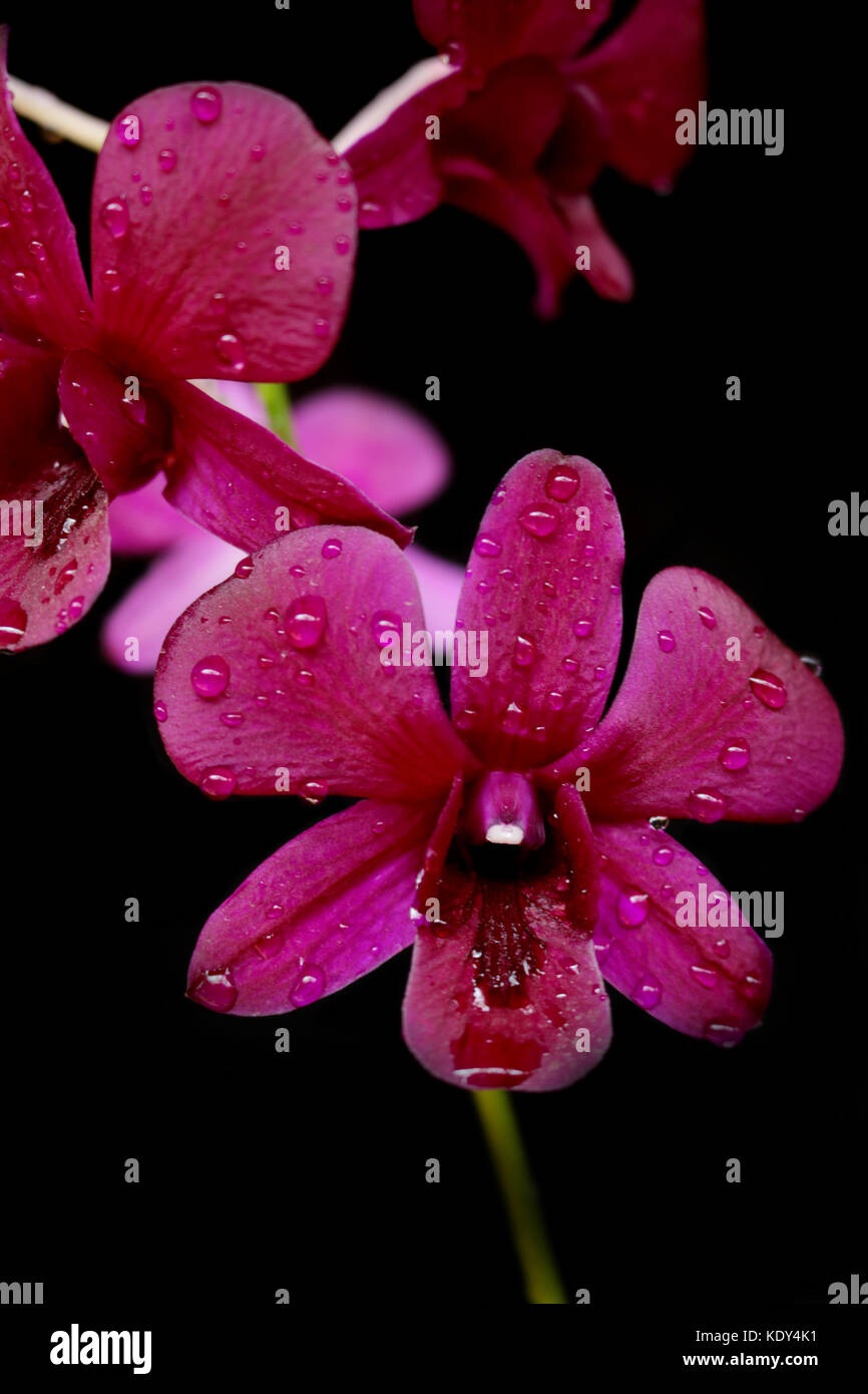 Costa Rican Orchids High Resolution Stock Photography and Images - Alamy