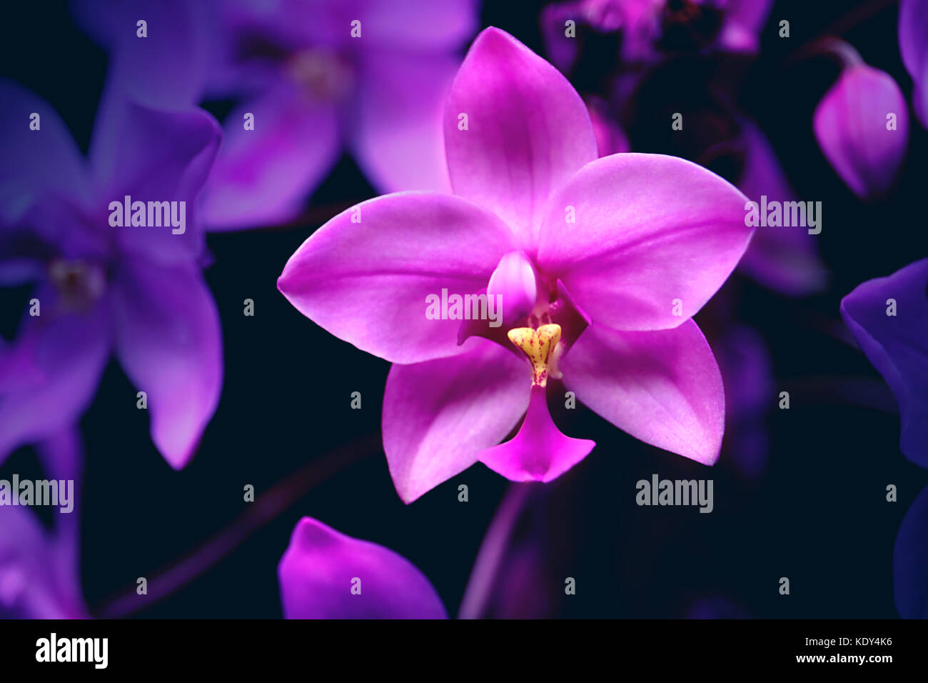 Costa Rican Orchids High Resolution Stock Photography and Images - Alamy