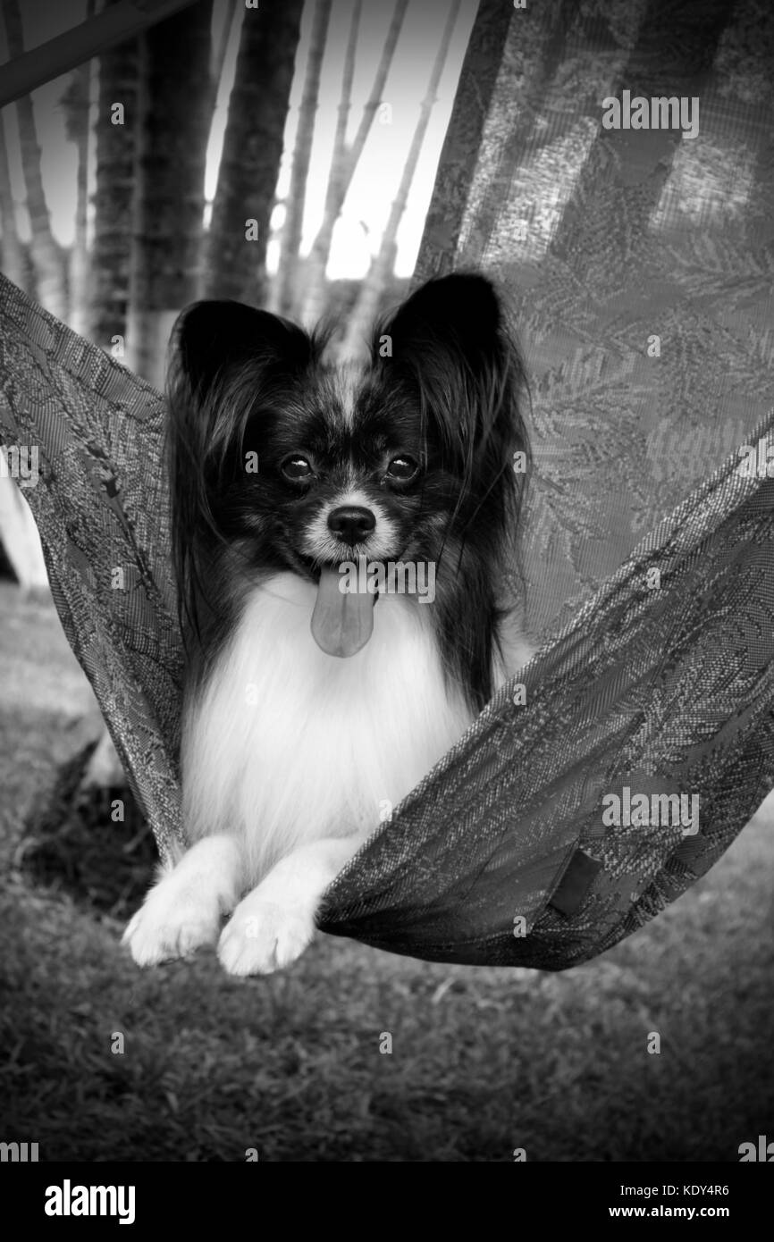 Beautiful Papillon Dog Stock Photo - Alamy