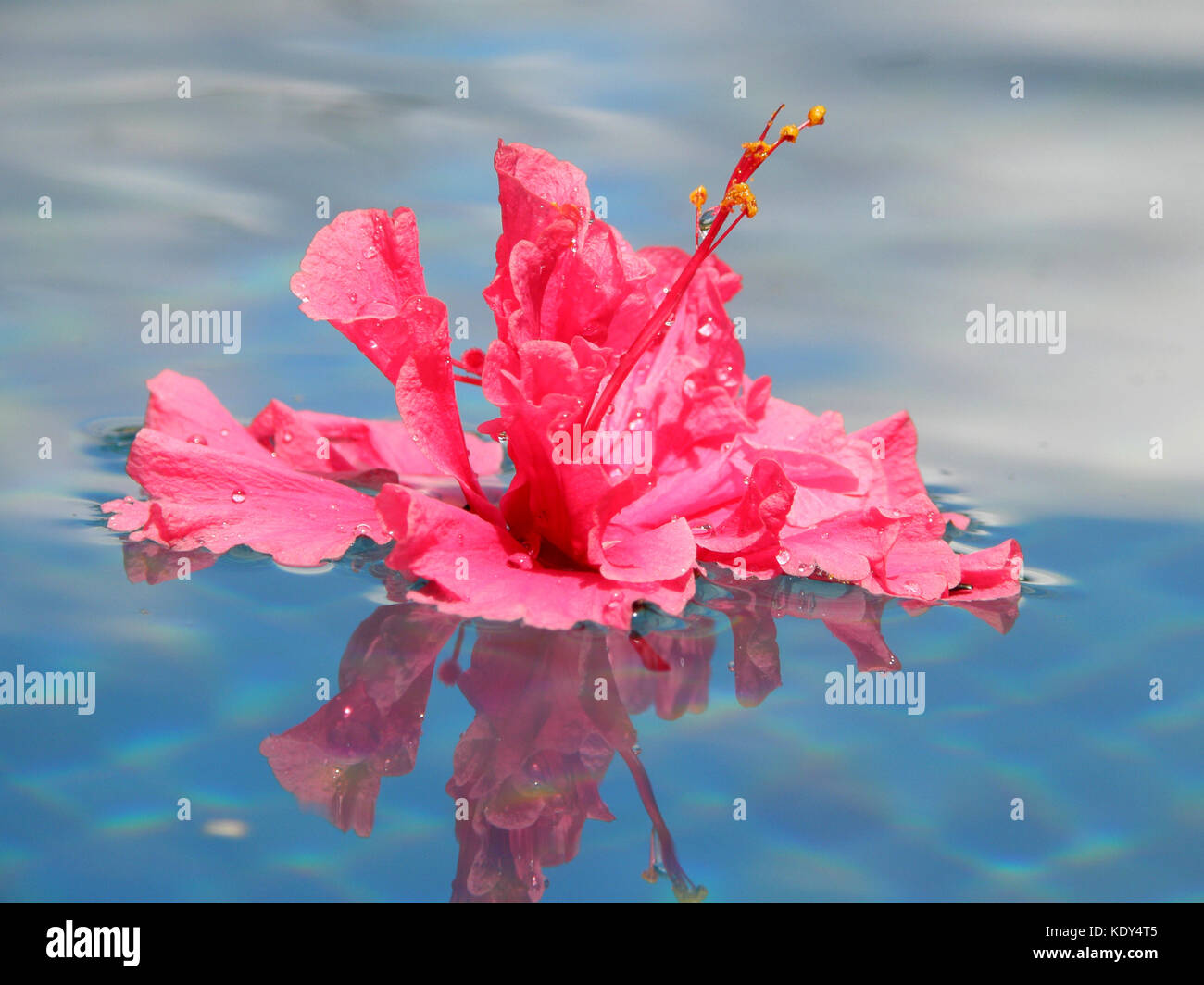 Hibiscus flower floating in water hi-res stock photography and images ...