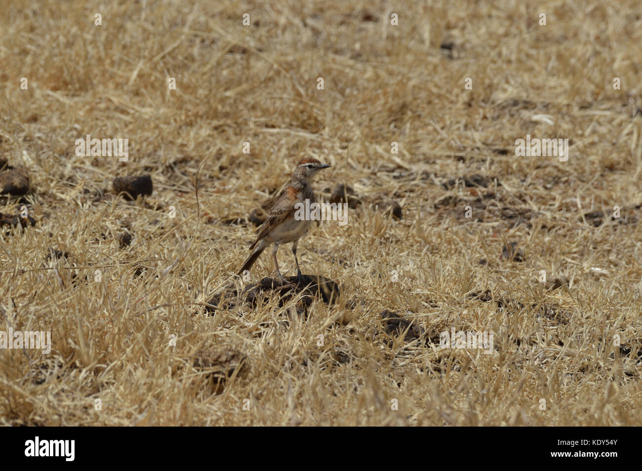 Red capped Lark [Calandrella cinerea] stood on the ground in Ngorongoro ...
