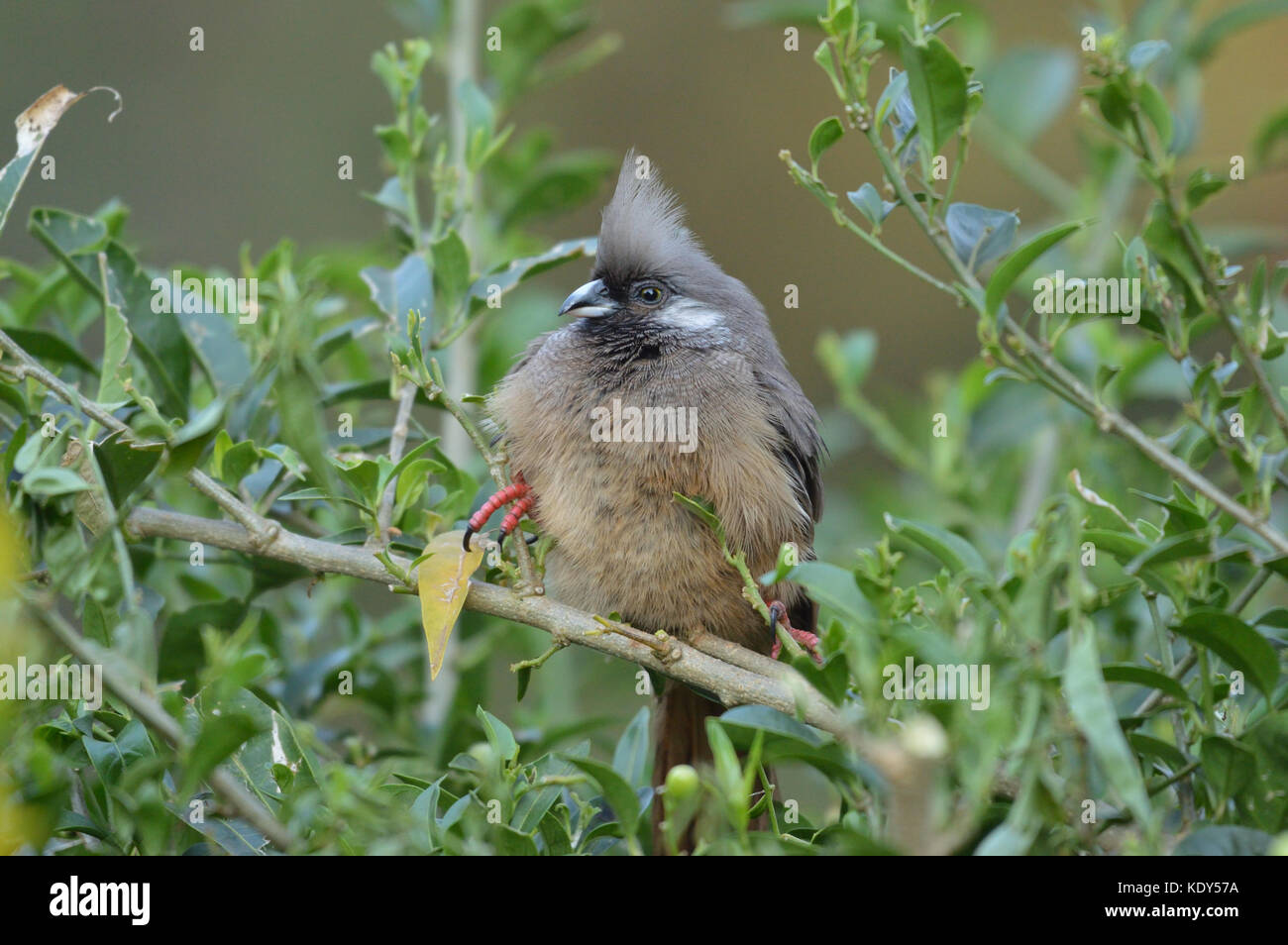 Speckled Mousebird [Colius striatus] perched in a bush in Ngorongoro ...