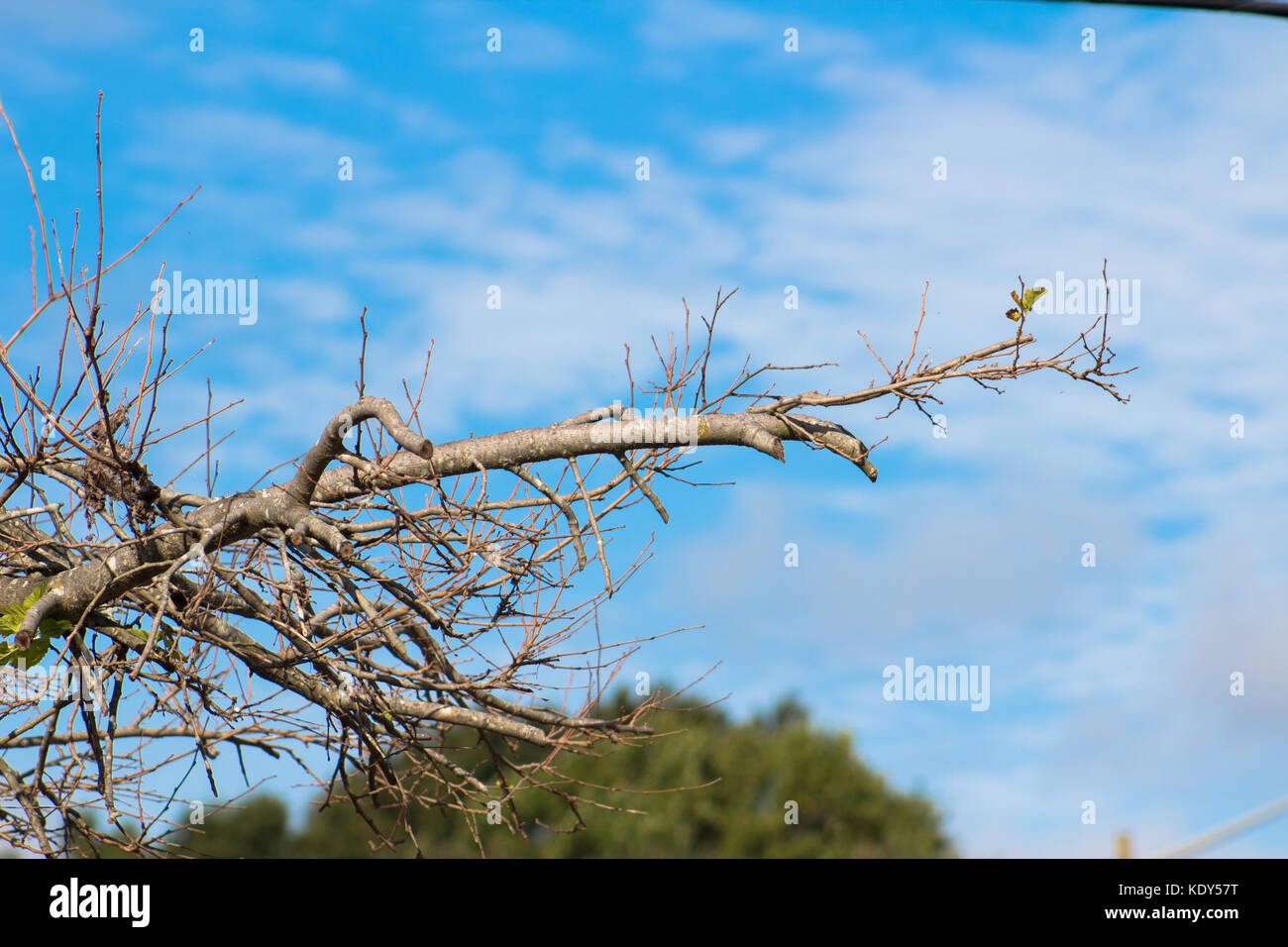 Multiple legs hi-res stock photography and images - Alamy
