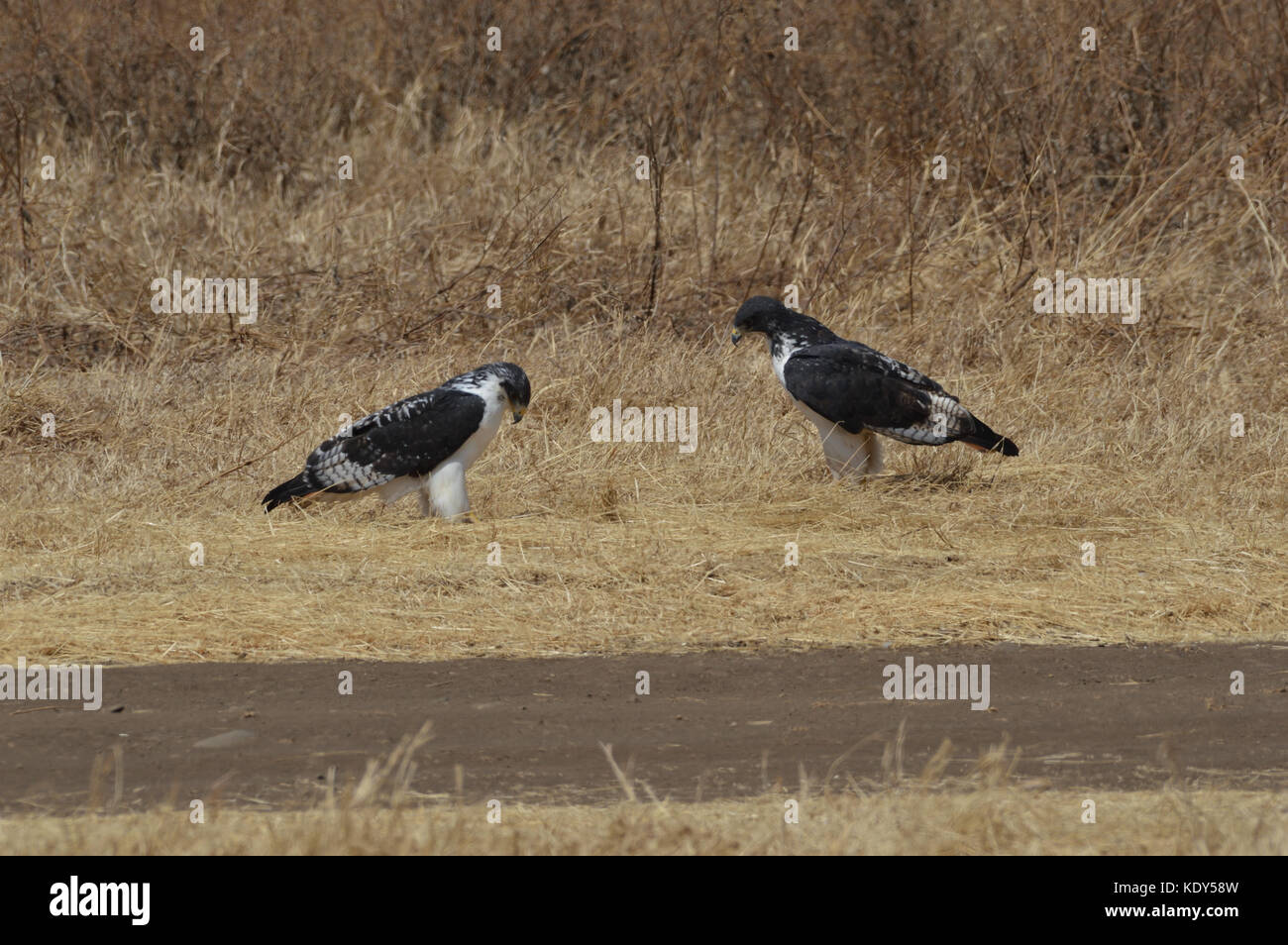 Pair of Augur Buzzards [Buteo augur] searching on the ground in ...