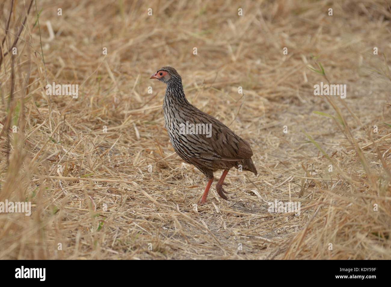 Red necked Spur fowl [Francolinus afer] stood on the ground in ...