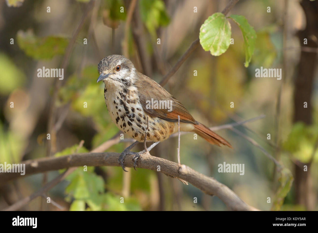 Spotted Morning Thrush perched on branch Stock Photo - Alamy