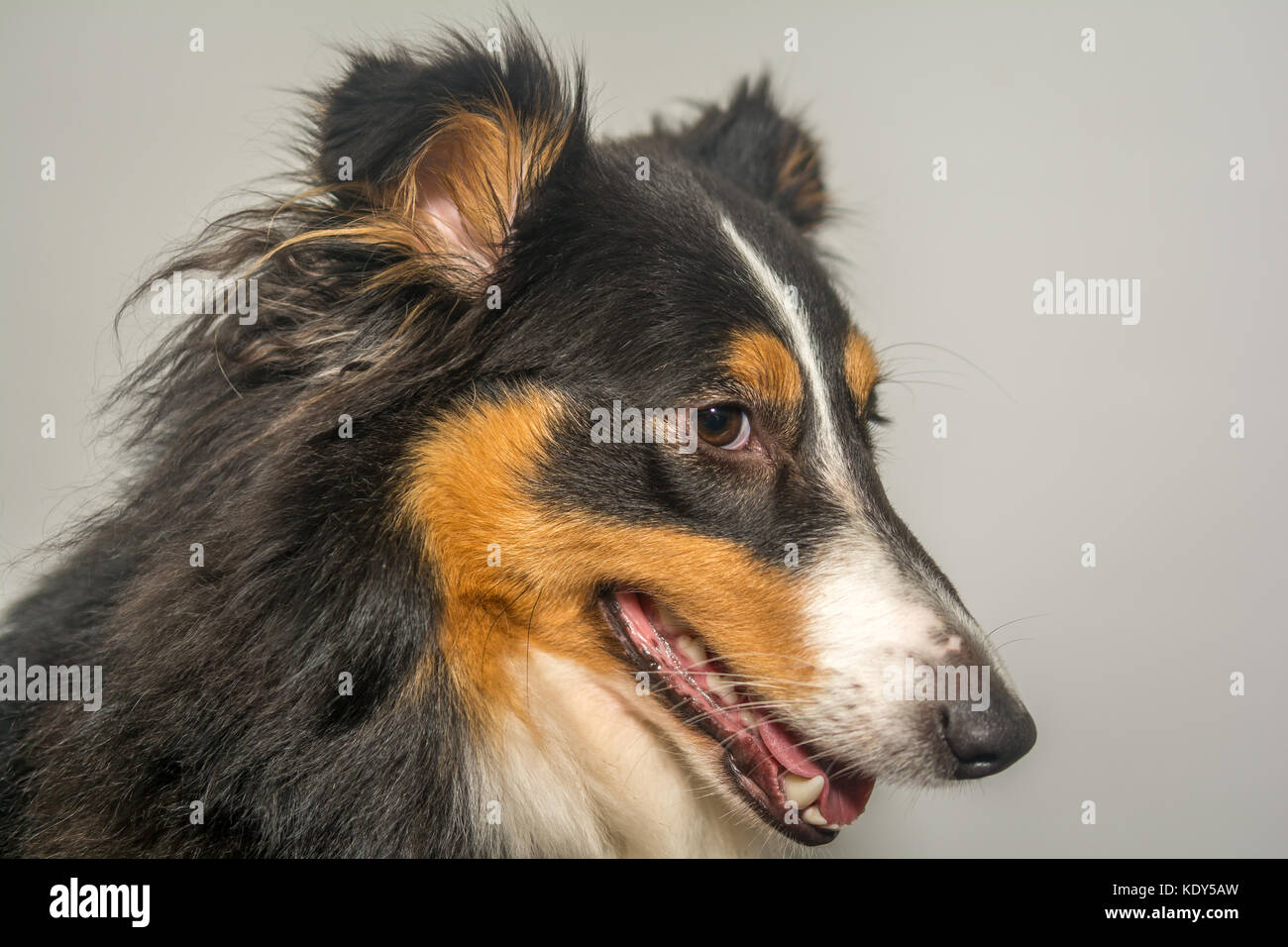 Sheltie head hi-res stock photography and images - Alamy
