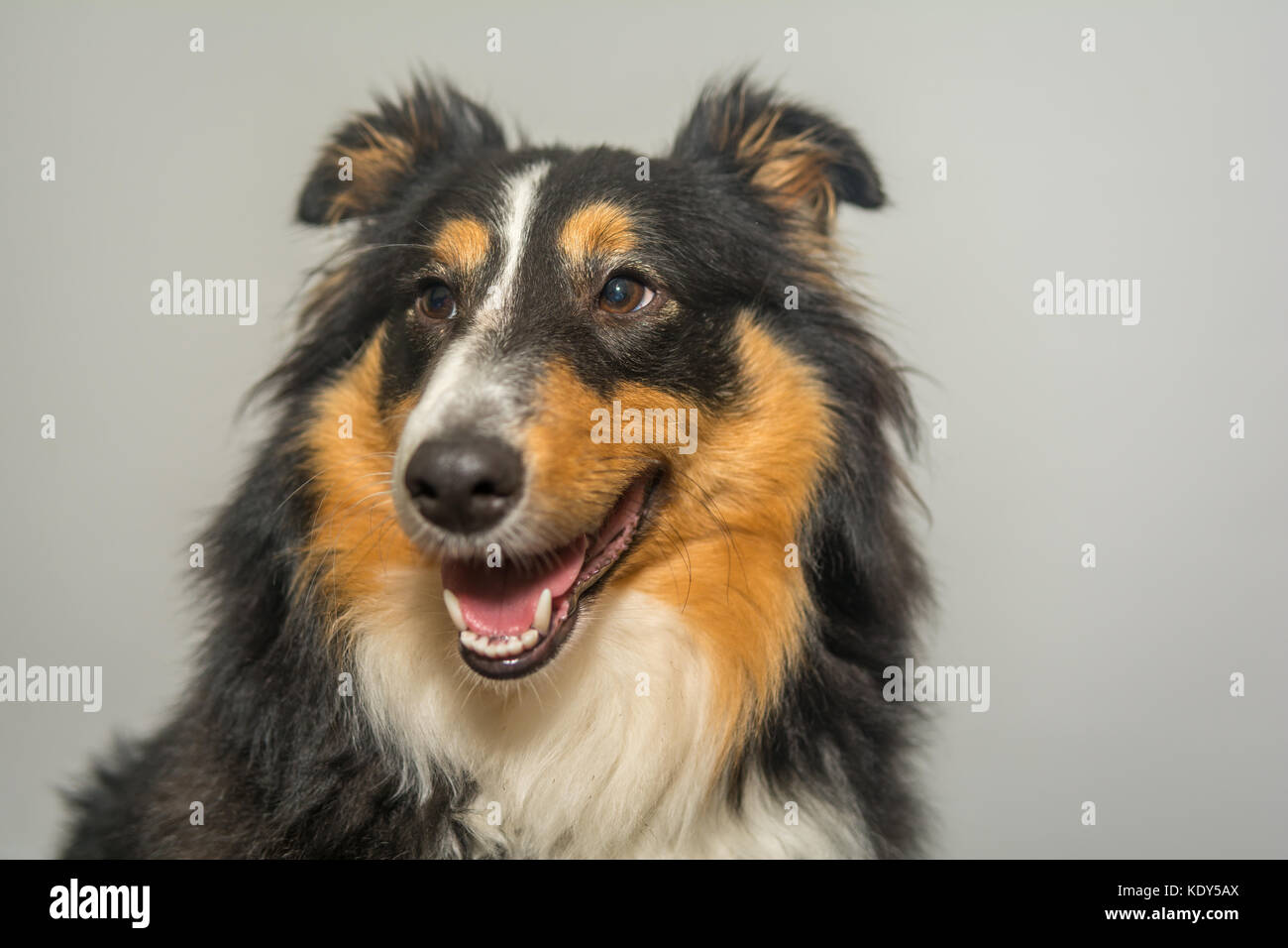 Sheltie head hi-res stock photography and images - Alamy