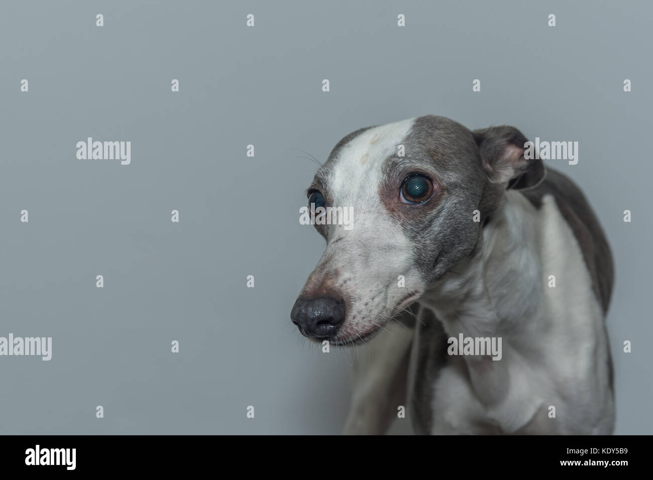 Guilty looking eyes hi-res stock photography and images - Alamy