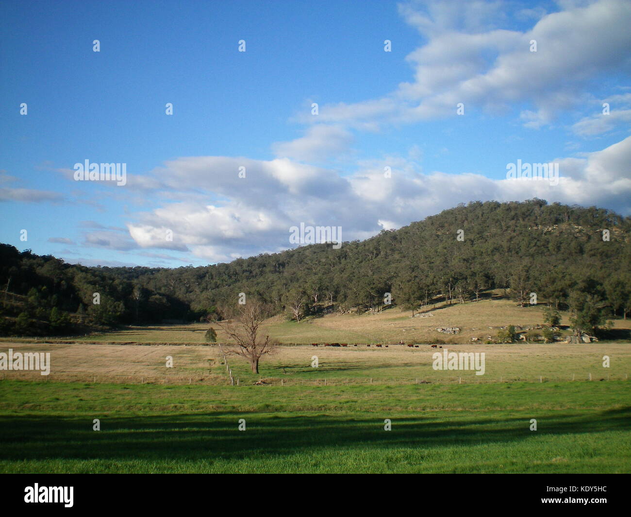 Rolling in the paddock hi-res stock photography and images - Alamy