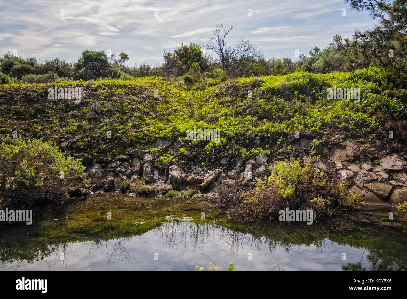 Ballona Wetlands, Marina Del Rey, Los Angeles, California, USA Stock ...
