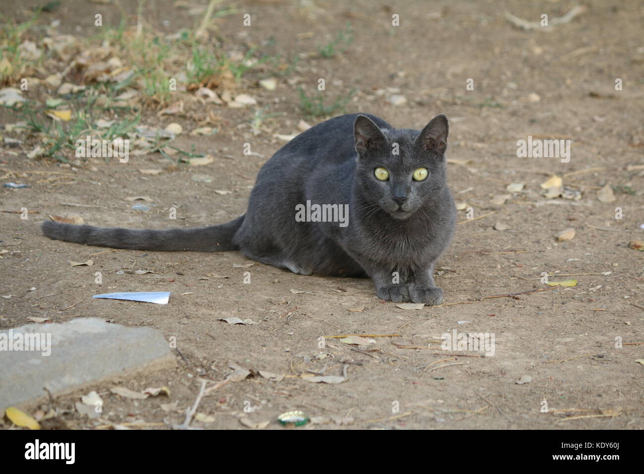 Grey street cat hi-res stock photography and images - Alamy