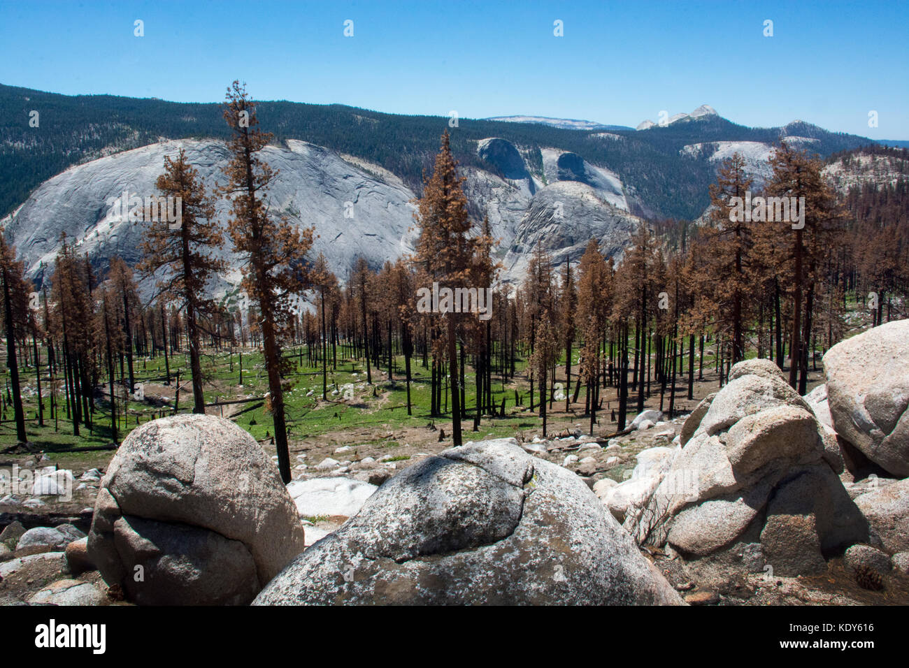 Yosemite National Park fire damage Stock Photo - Alamy