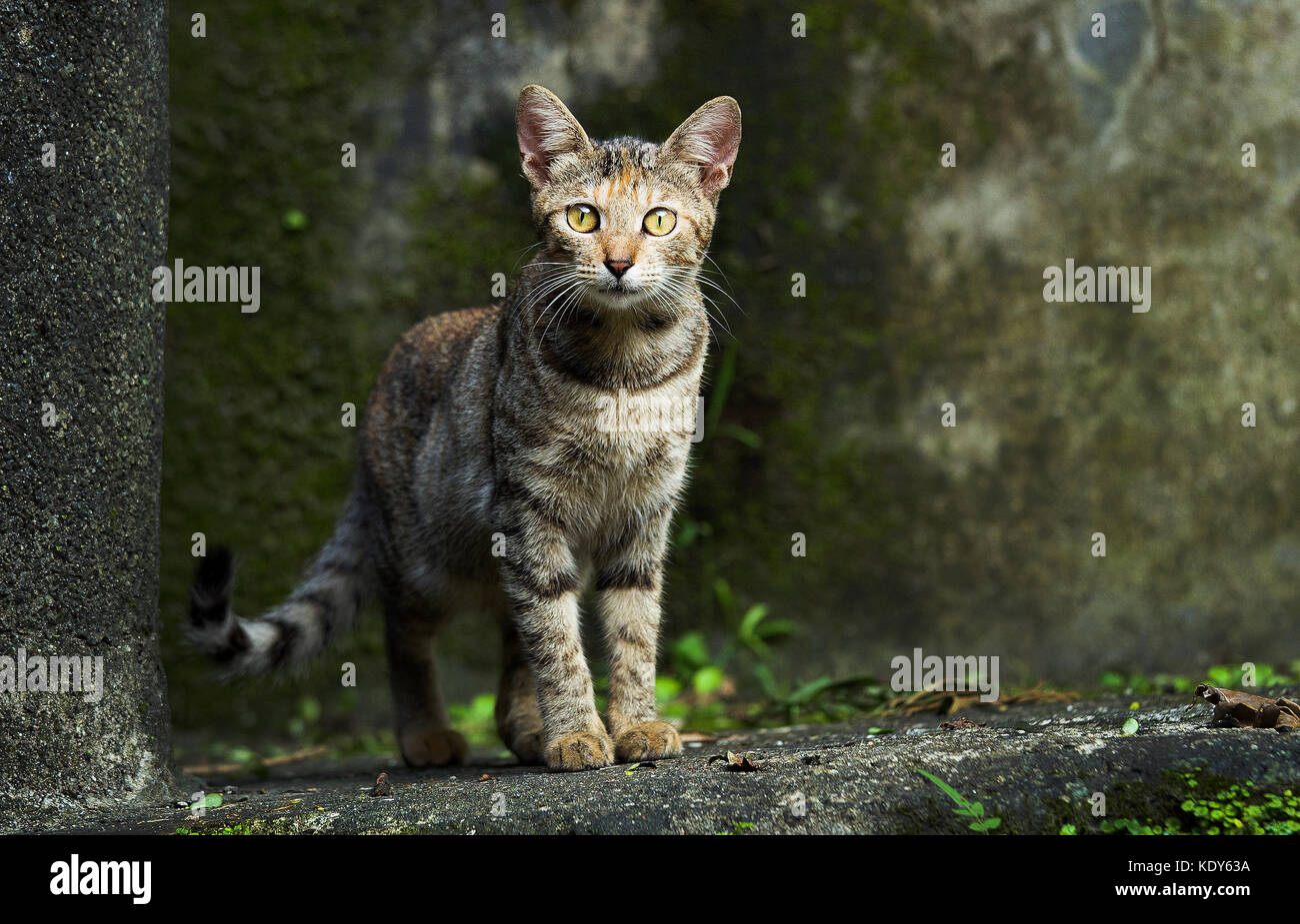 all kind cats Stock Photo - Alamy