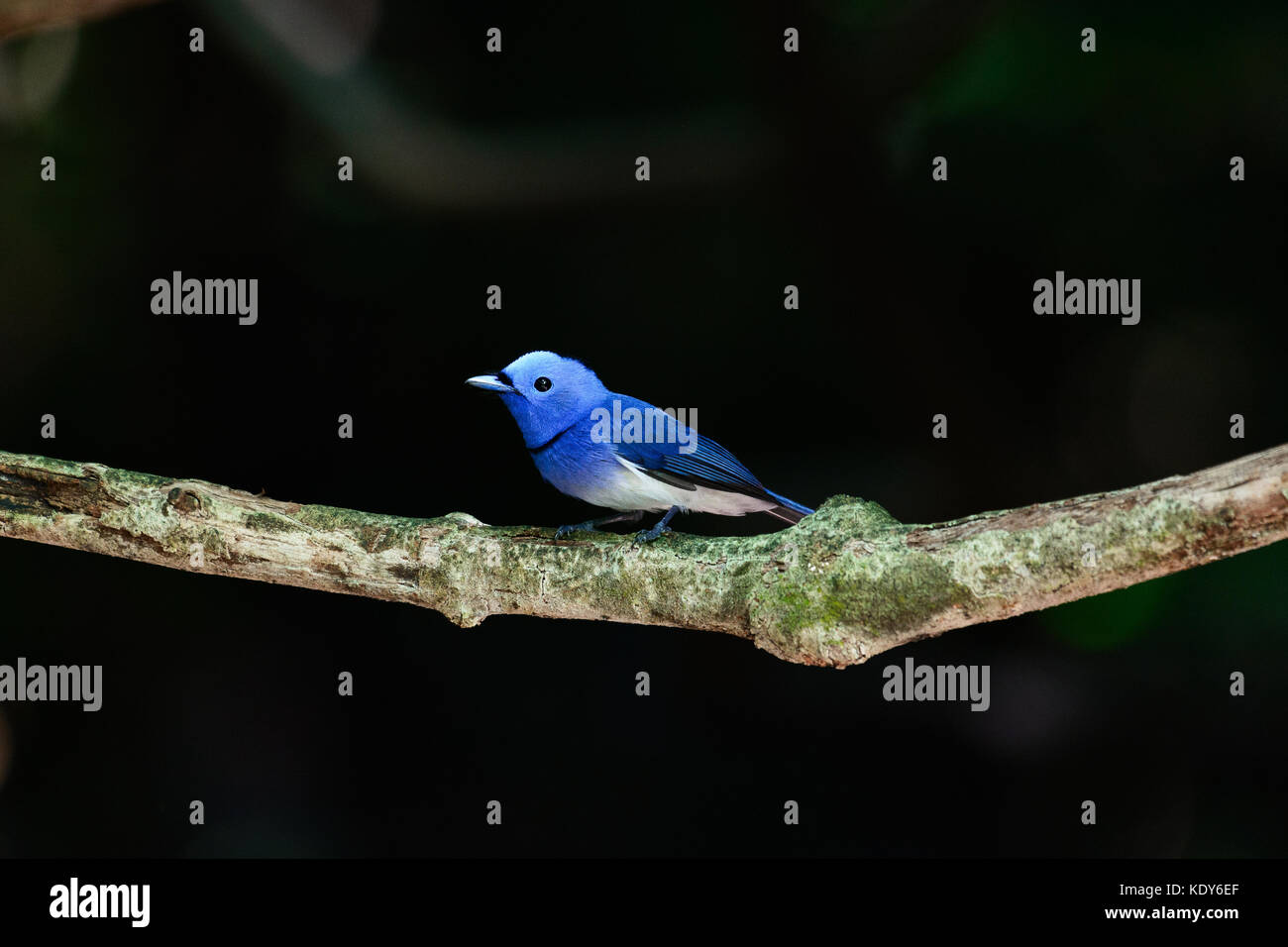 Black naped monarch bird hi-res stock photography and images - Alamy