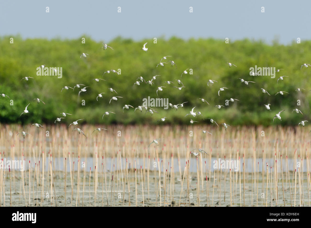 Flock of shorebirds flying over the mangrove forest Stock Photo - Alamy