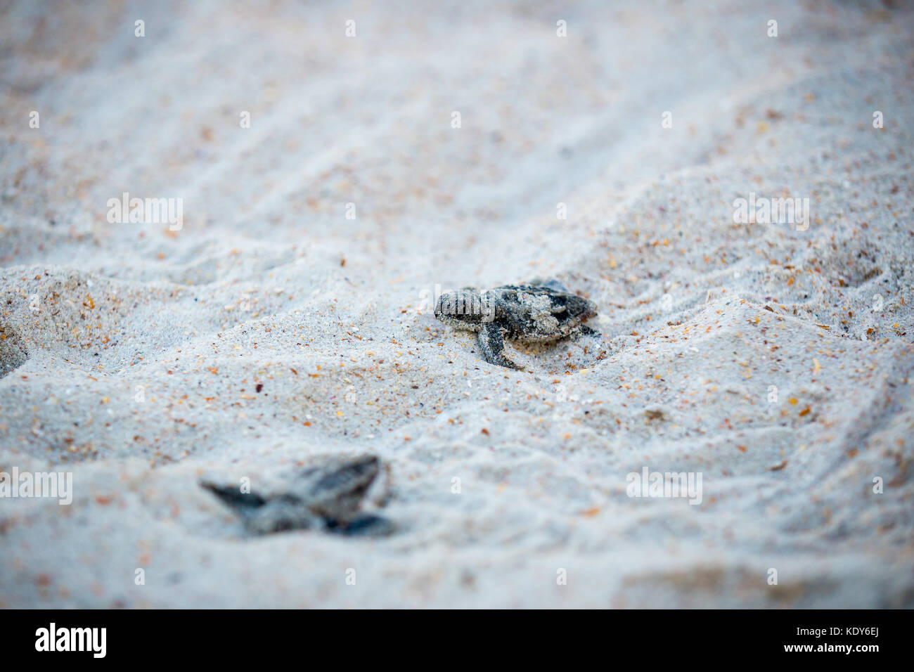 Florida baby turtles hatching hi-res stock photography and images - Alamy