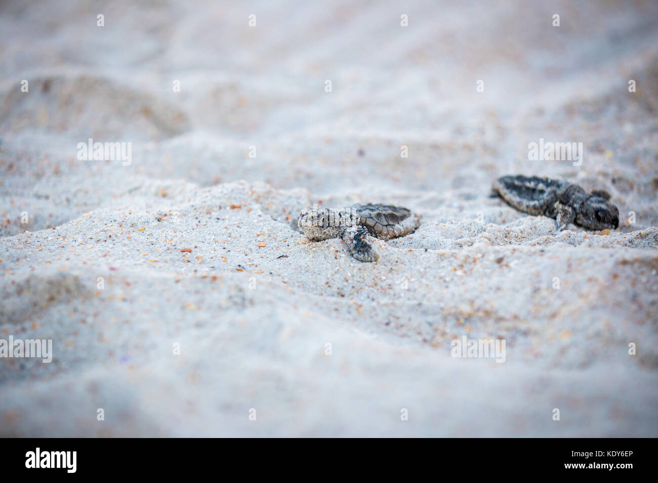 Baby Sea Turtle Release Stock Photo - Alamy