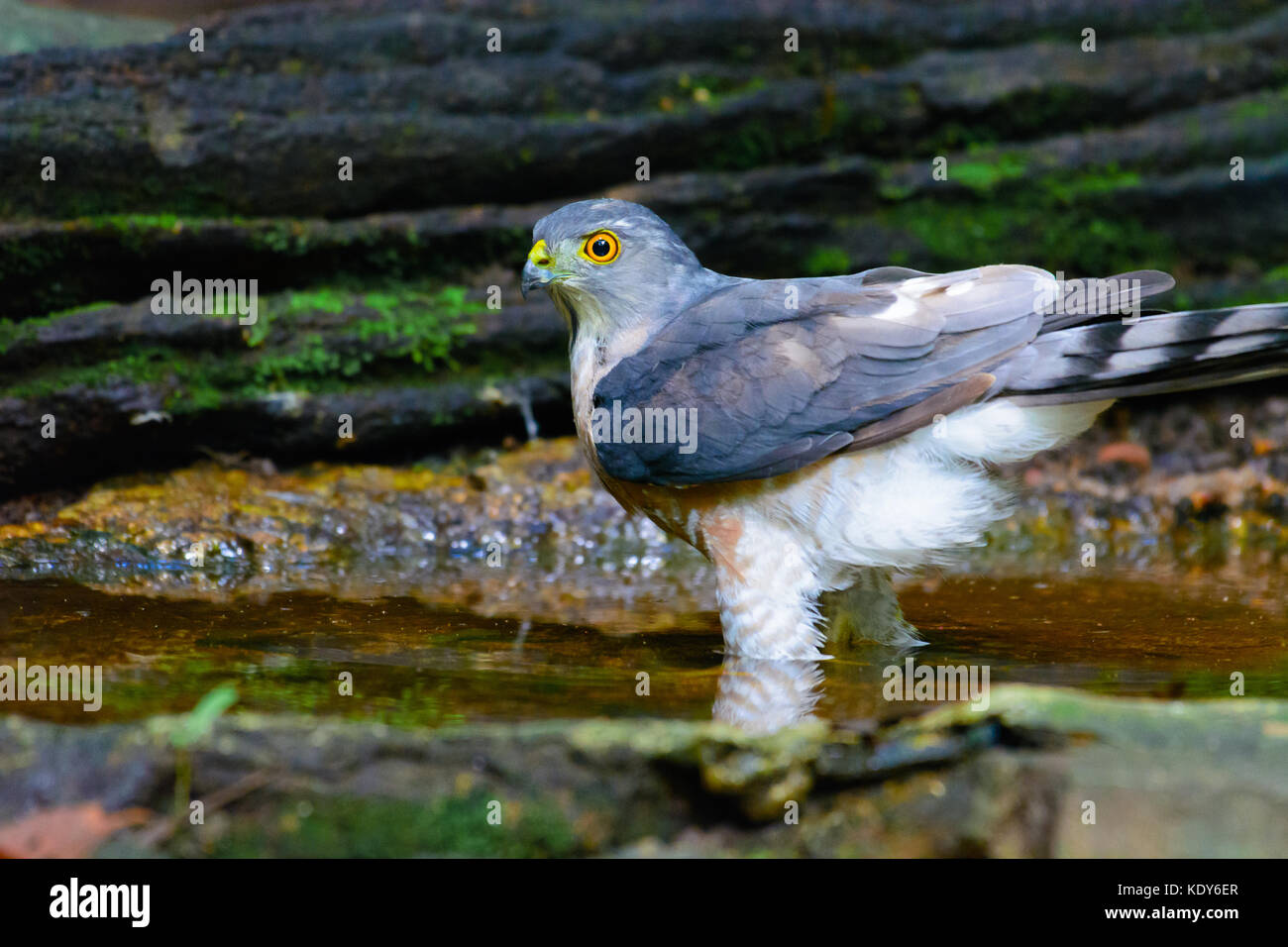 Shikra hawk are flapping their wings. Living in a natural water source ...