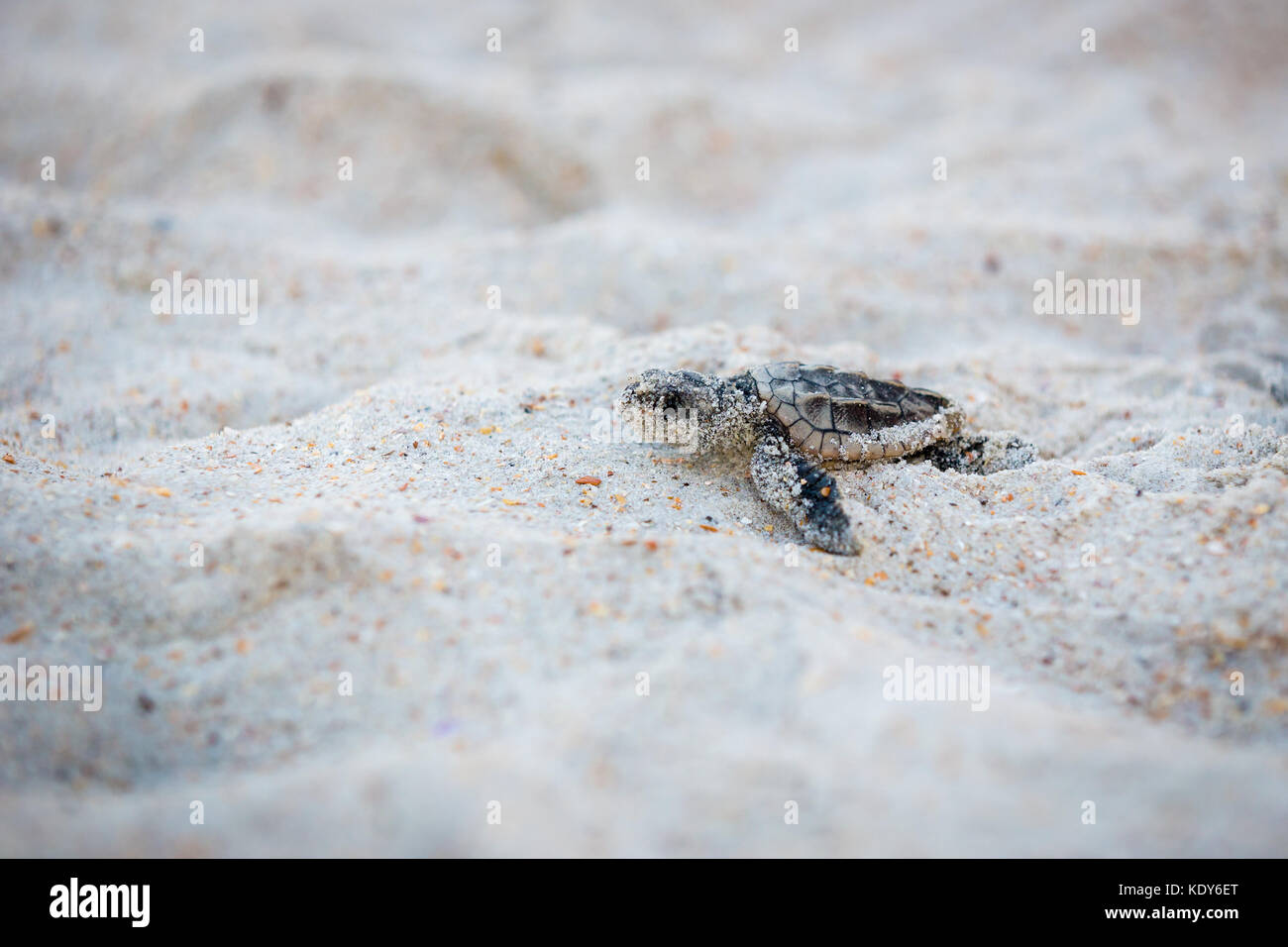 Baby Sea Turtle Release Stock Photo - Alamy
