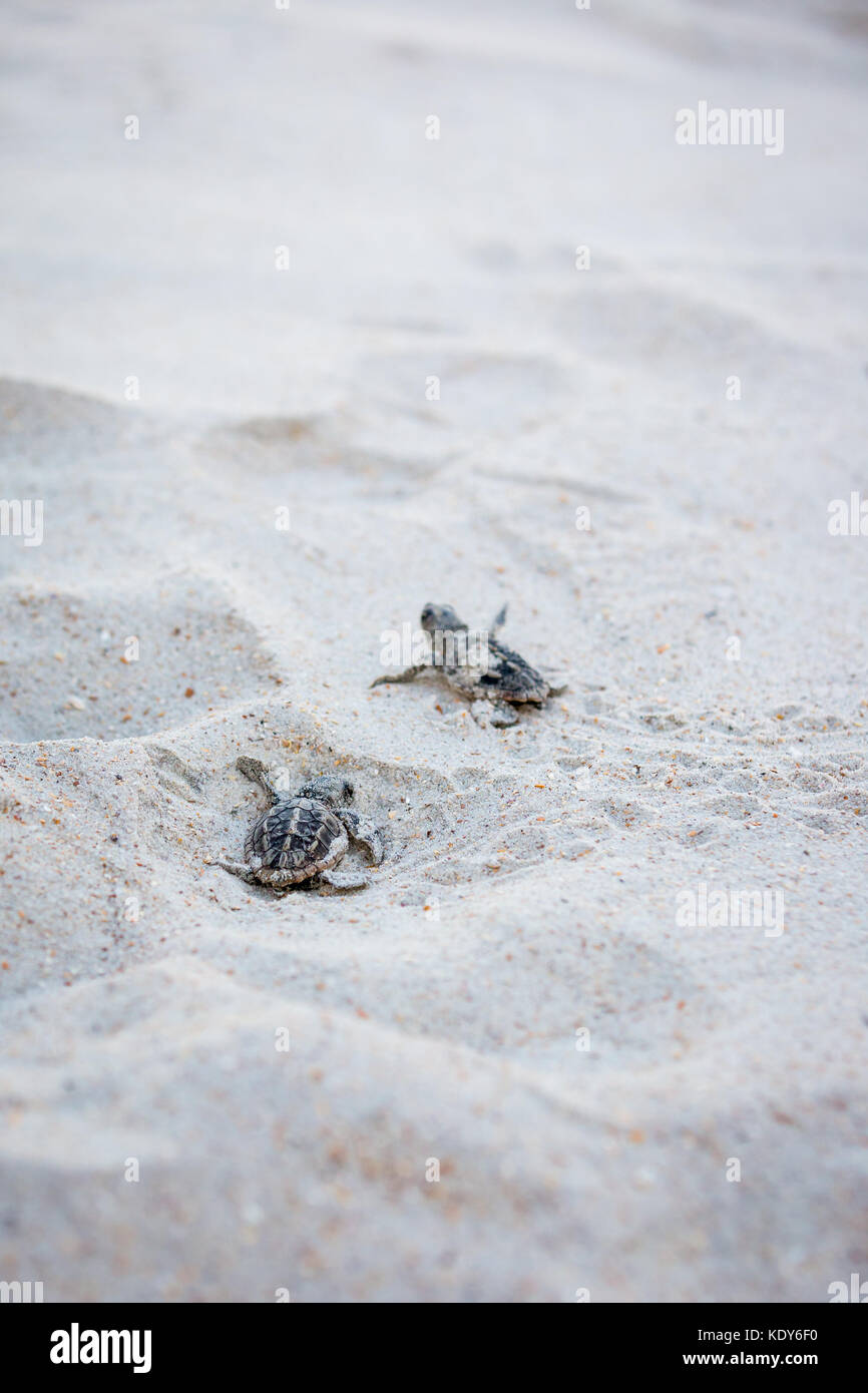 Baby Sea Turtle Release Stock Photo - Alamy