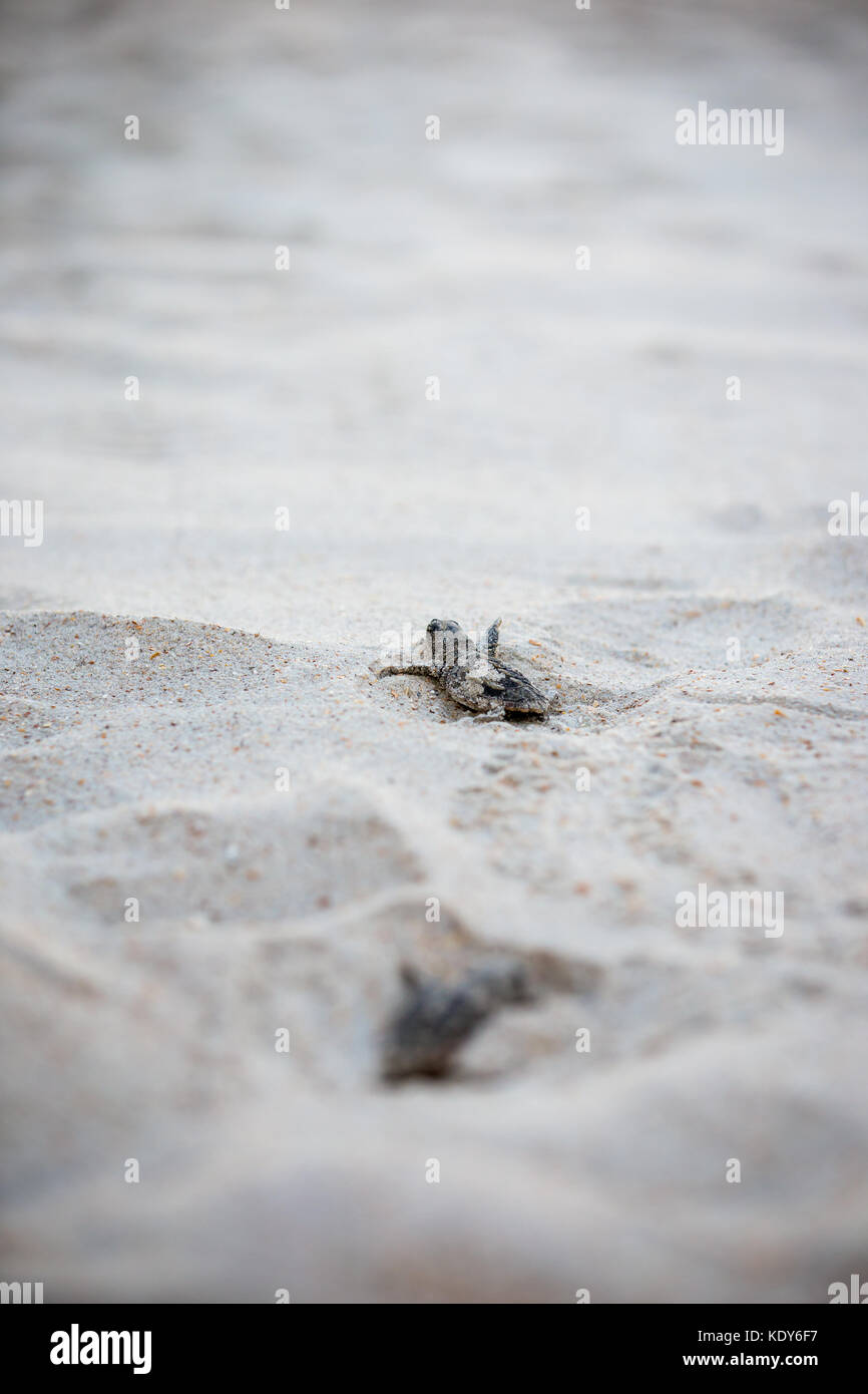 Florida baby turtles hatching hi-res stock photography and images - Alamy