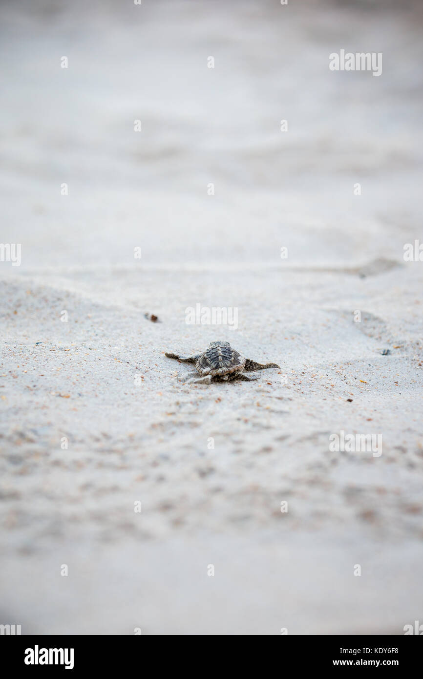 Baby Sea Turtle Release Stock Photo - Alamy