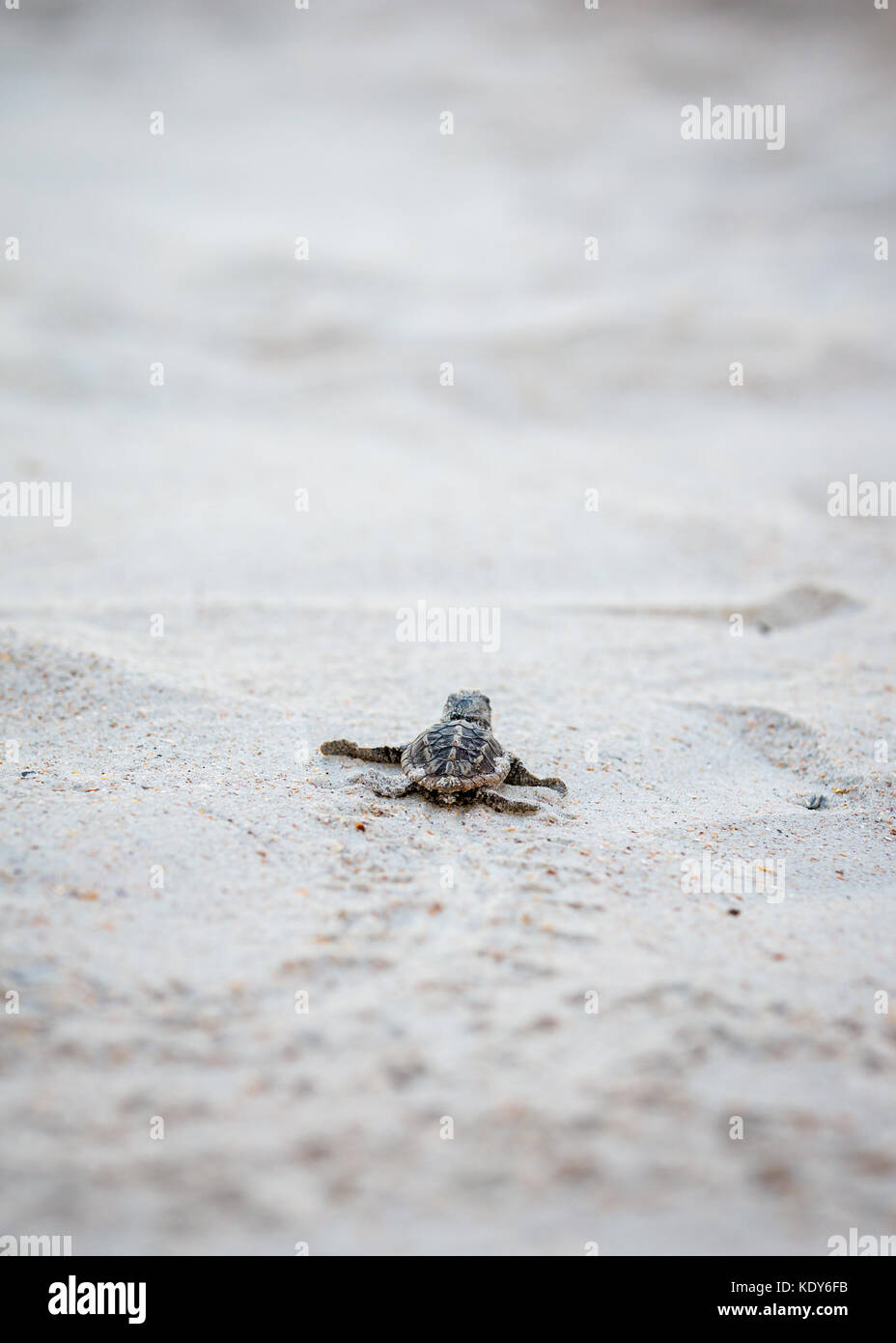 Baby Sea Turtle Release Stock Photo - Alamy