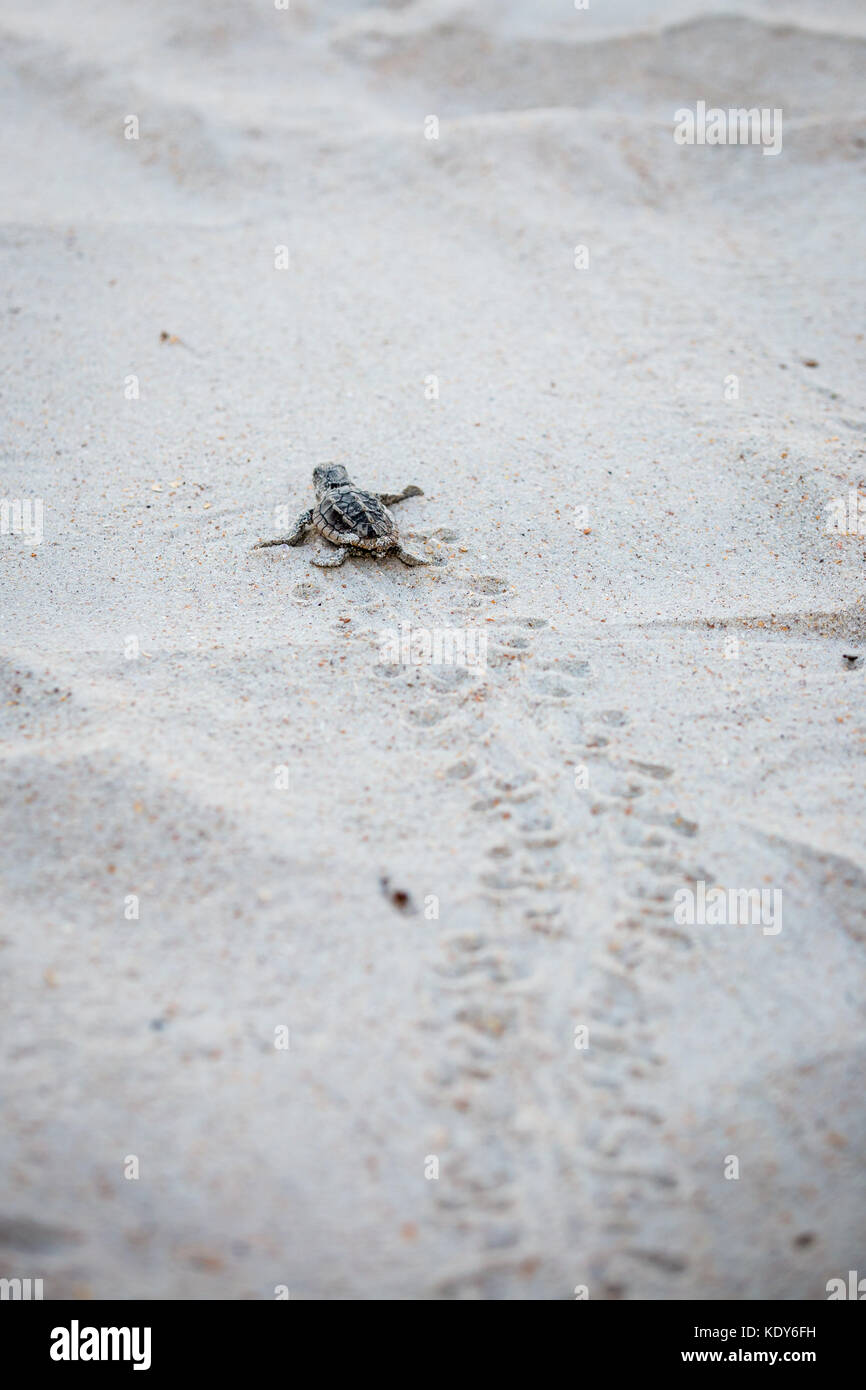 Baby Sea Turtle Release Stock Photo - Alamy
