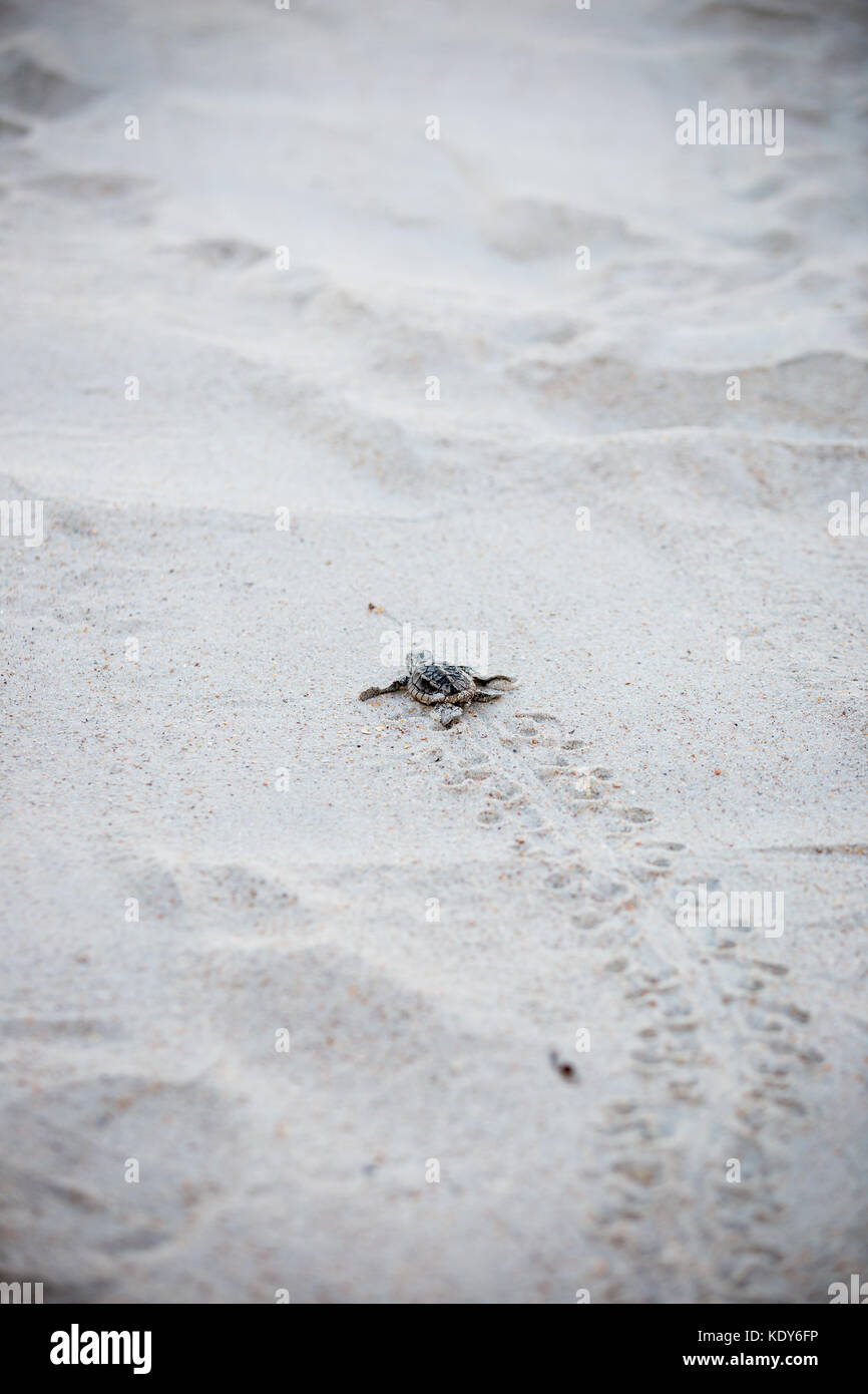 Baby Sea Turtle Release Stock Photo - Alamy
