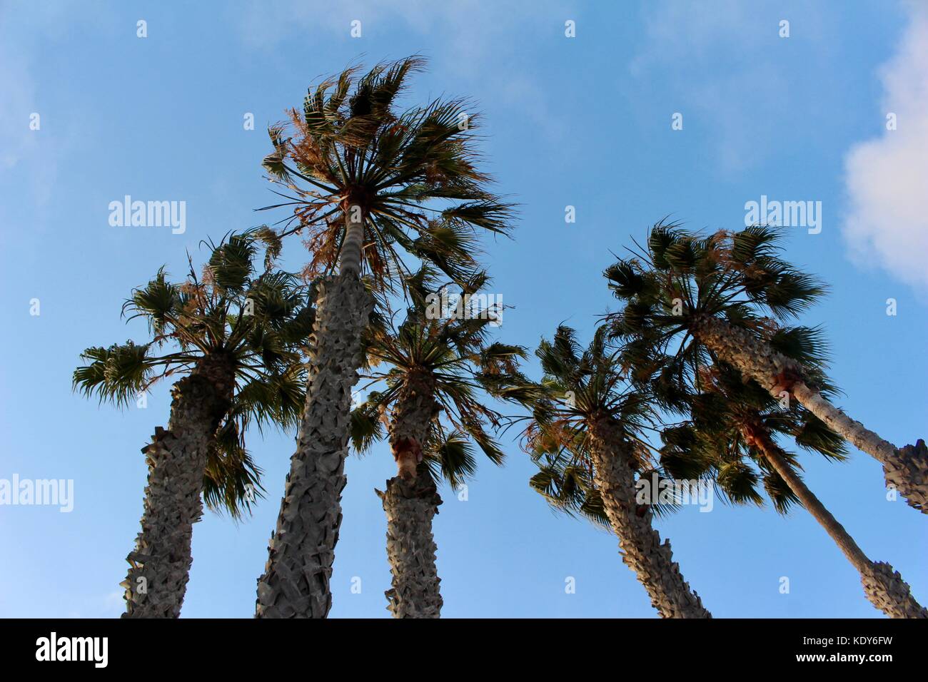 Low angle view (upward view) of tropical Palm Trees on a bright sunny ...