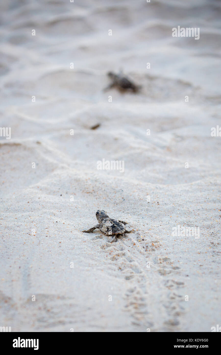 Baby Sea Turtle Release Stock Photo - Alamy