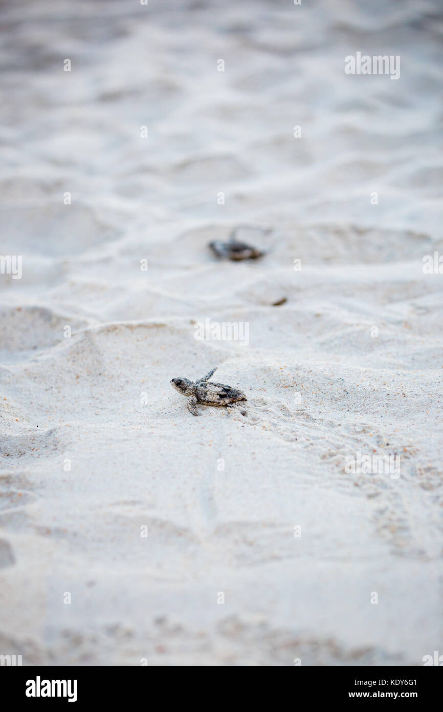 Baby Sea Turtle Release Stock Photo - Alamy