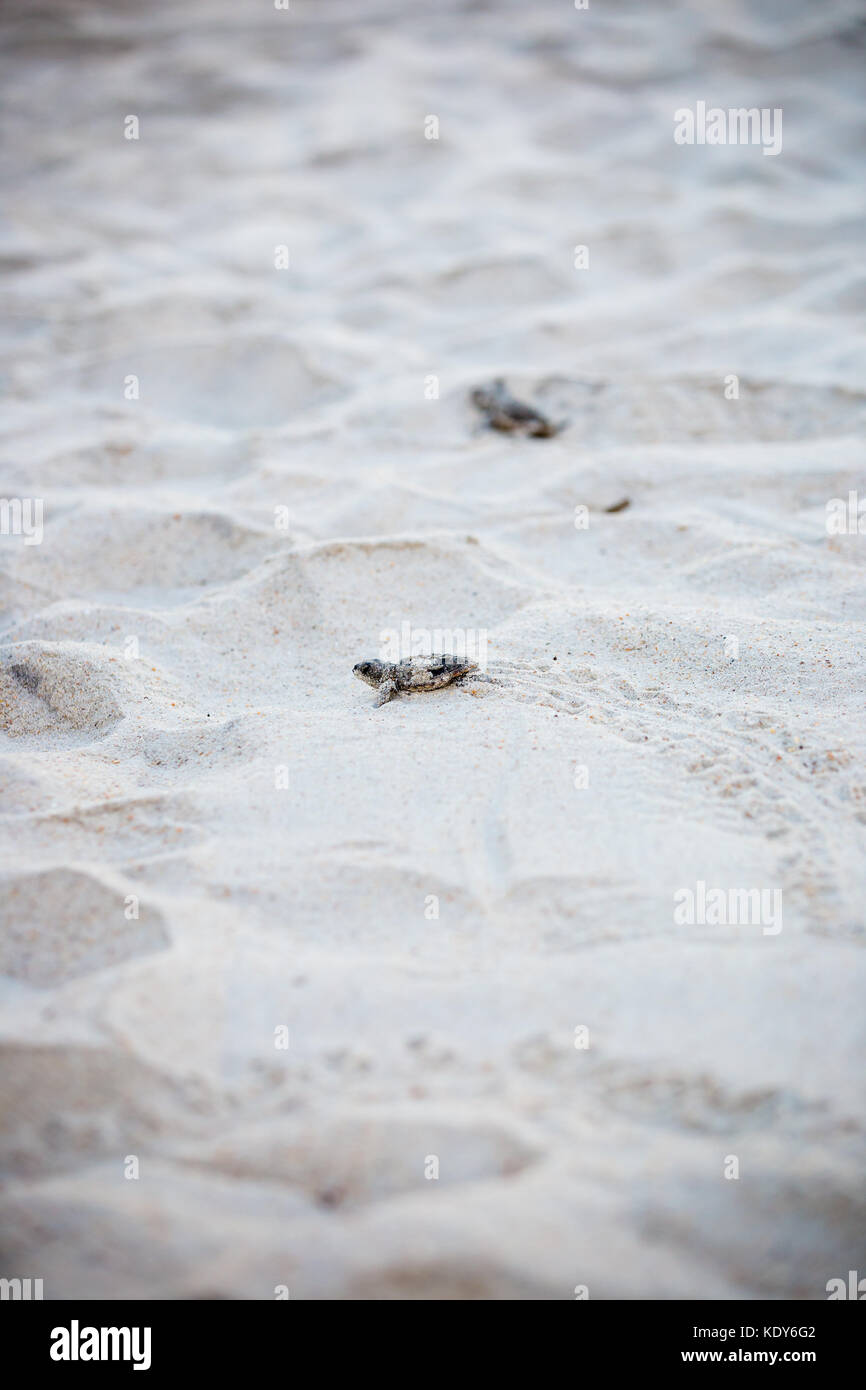 Baby Sea Turtle Release Stock Photo - Alamy