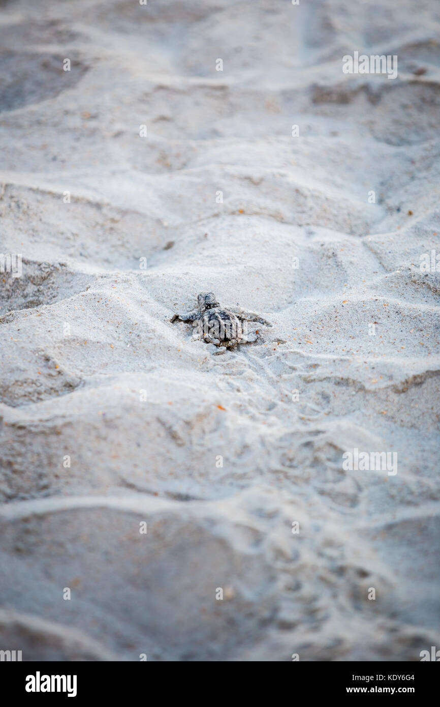 Baby Sea Turtle Release Stock Photo - Alamy