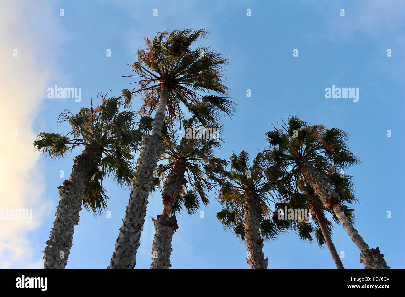 Low angle view (upward view) of tropical Palm Trees on a bright sunny ...