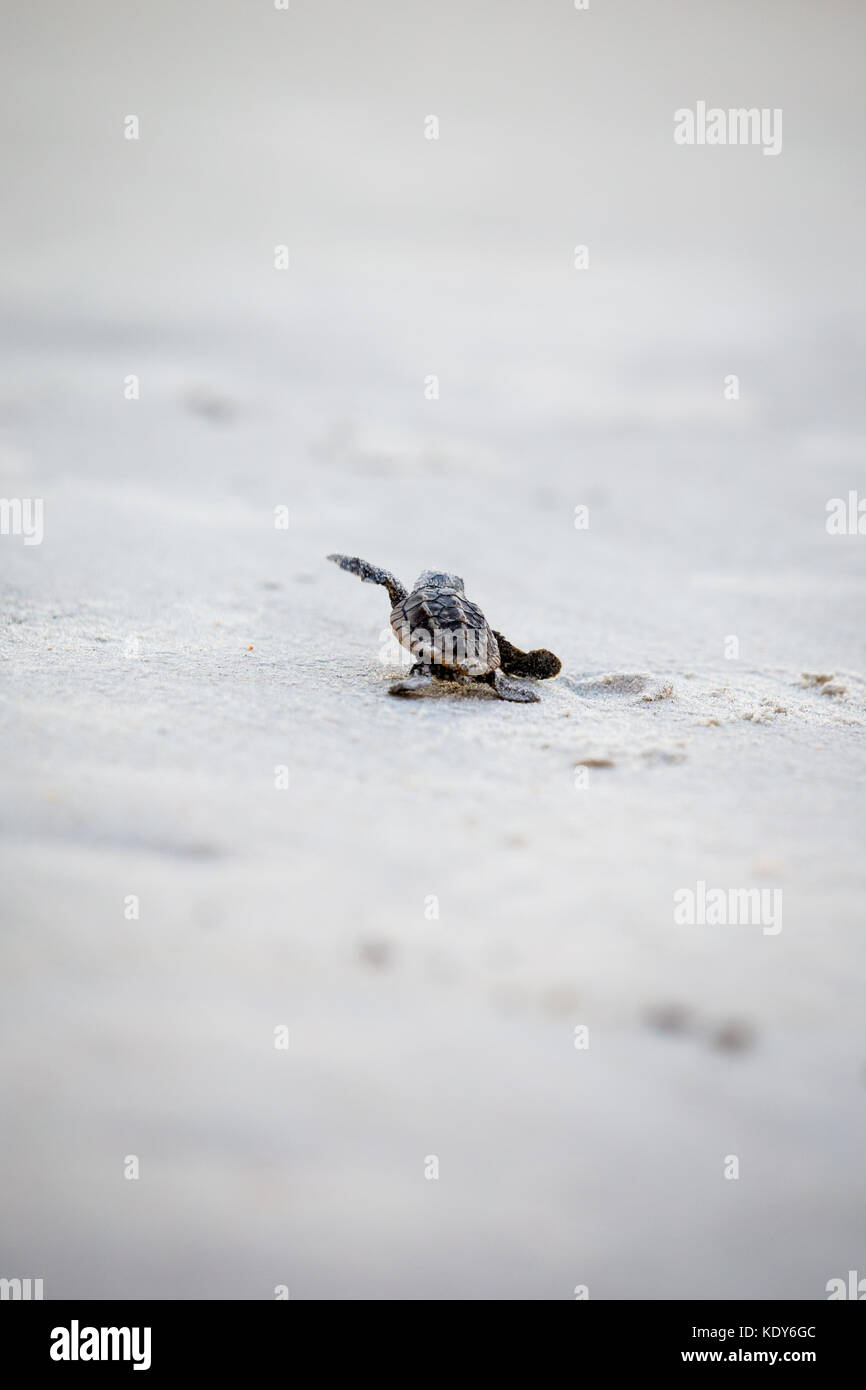 Baby Sea Turtle Release Stock Photo - Alamy