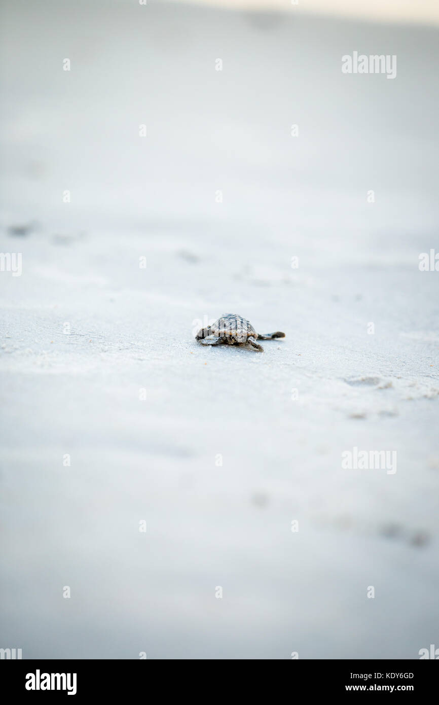 Baby Sea Turtle Release Stock Photo - Alamy