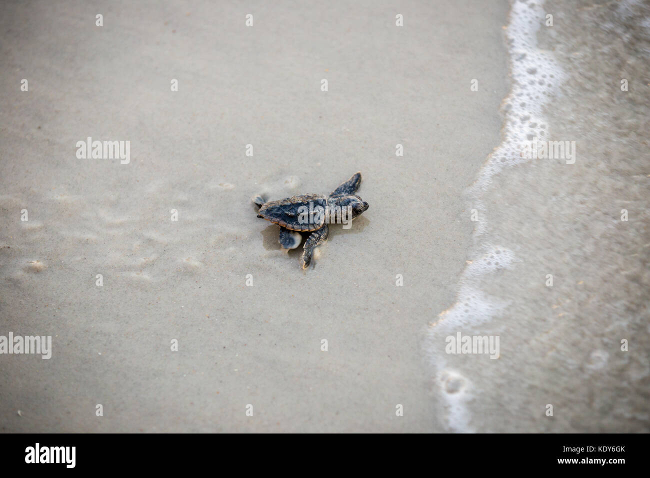 Baby Turtles High Resolution Stock Photography and Images - Alamy