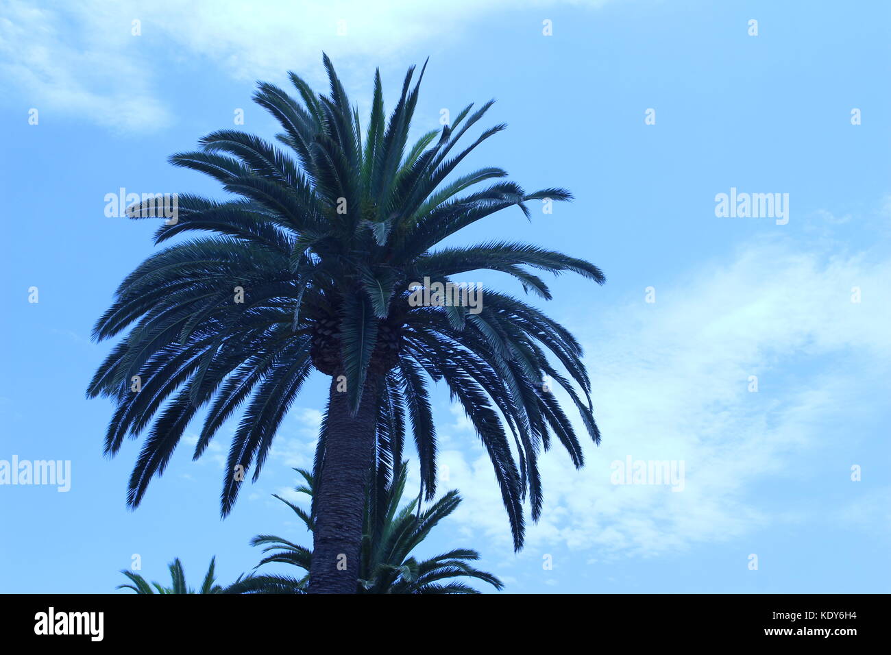 Low angle view (upward view) of tropical Palm Trees on a bright sunny ...