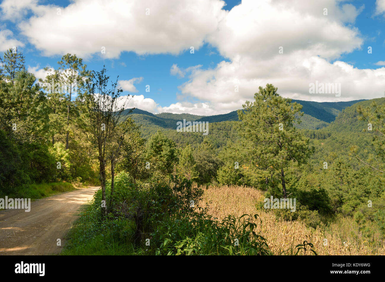 Landscape with pine trees forest in Capulalpam de Mendez in the ...