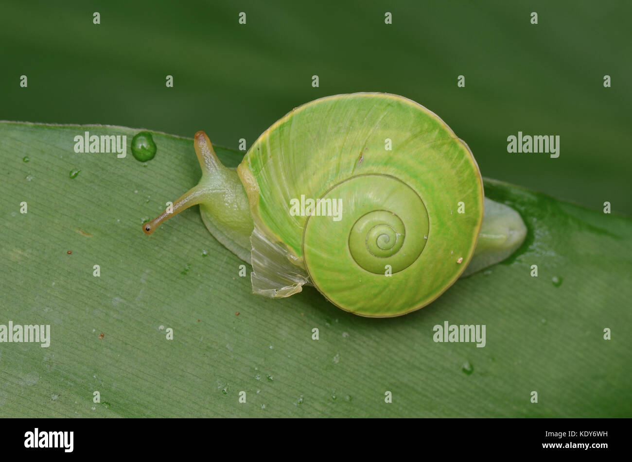 endemic green snail from Sabah, Rhinocochlis Stock Photo - Alamy