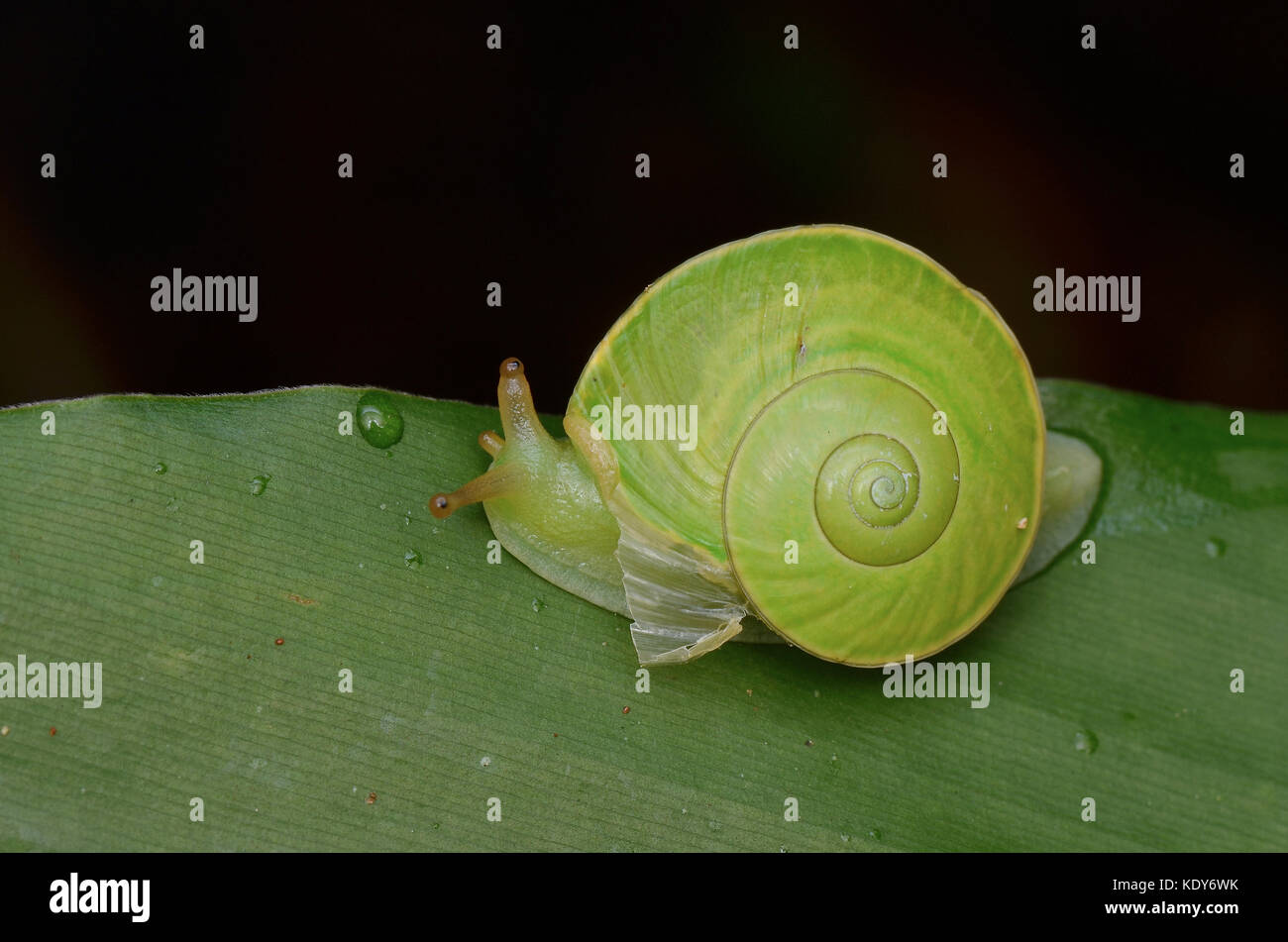 endemic green snail from Sabah, Rhinocochlis Stock Photo - Alamy