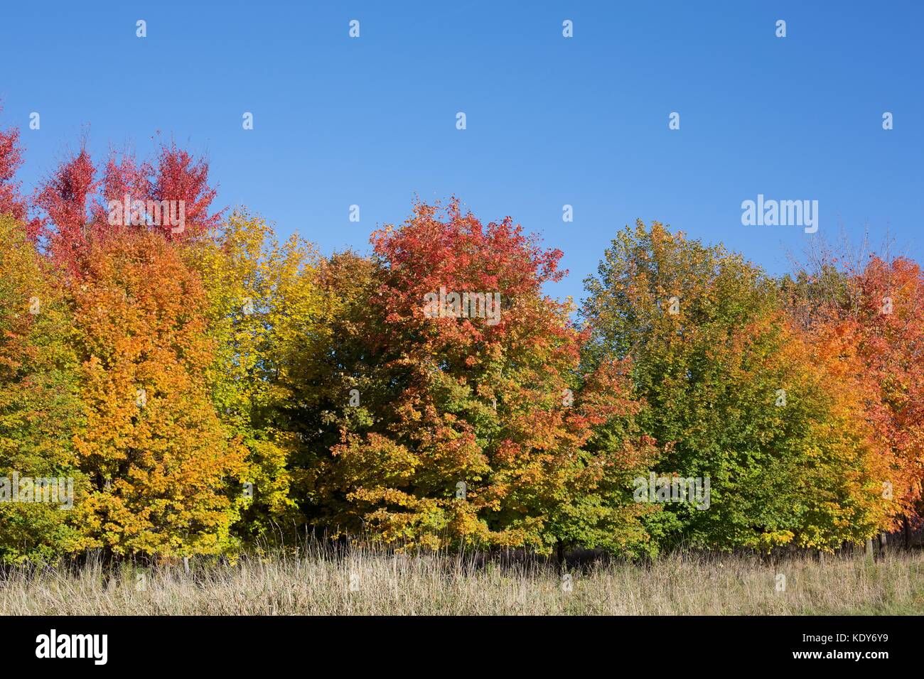 Trees show off their fall colors at the Minnesota Landscape Arboretum ...