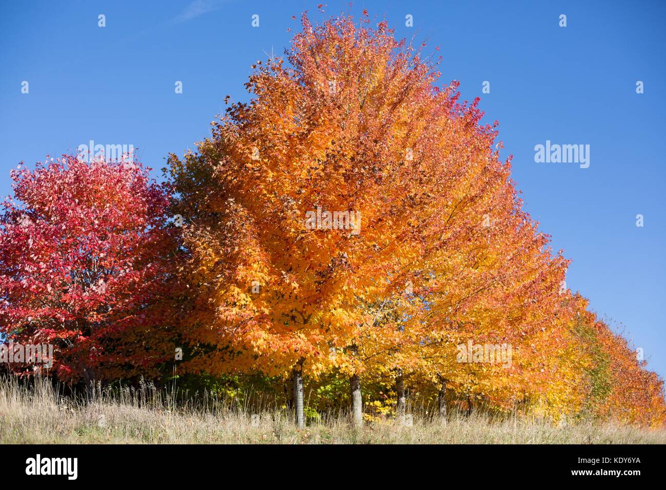 Trees show off their fall colors at the Minnesota Landscape Arboretum ...