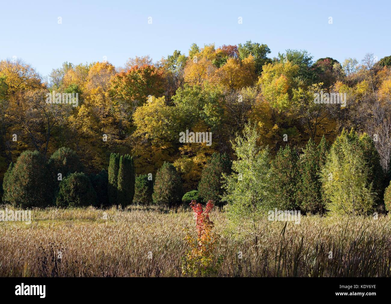 Trees show off their fall colors at the Minnesota Landscape Arboretum ...